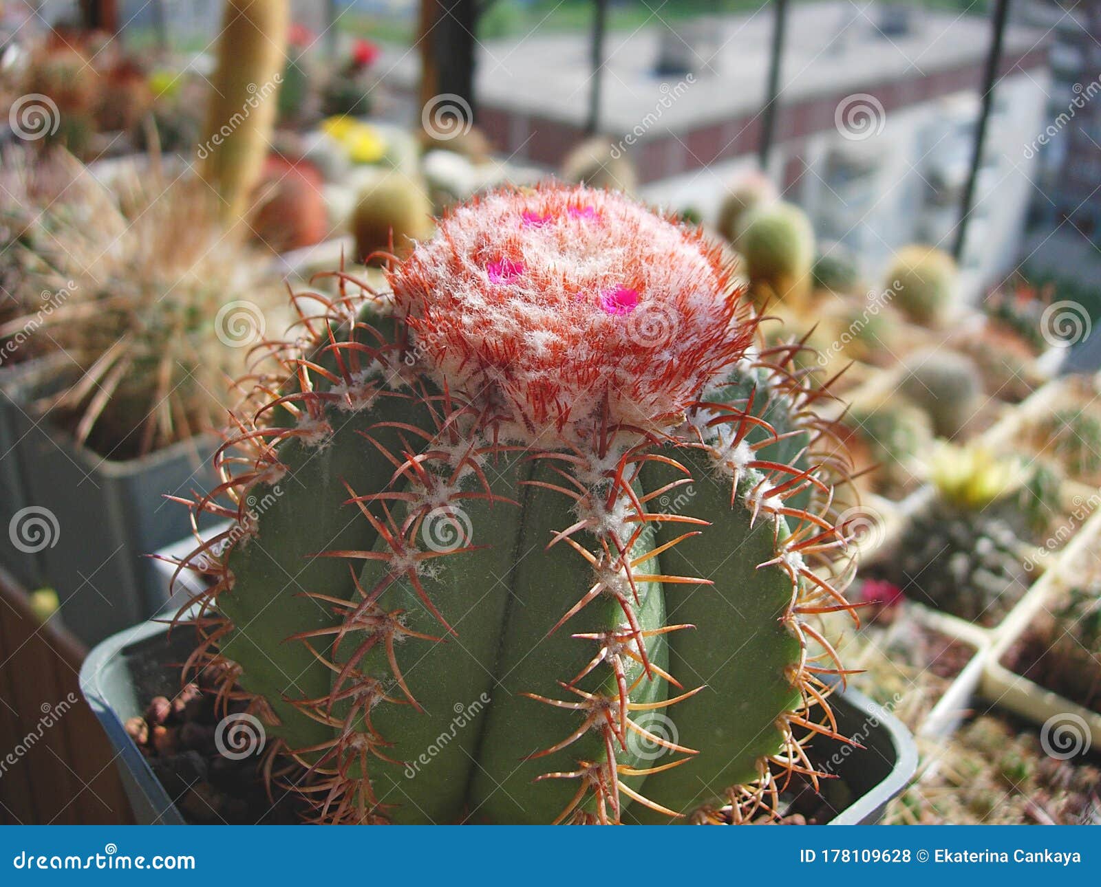 Cactus Melocactus Matanzanus with Cephalium and Flowers Stock Photo ...