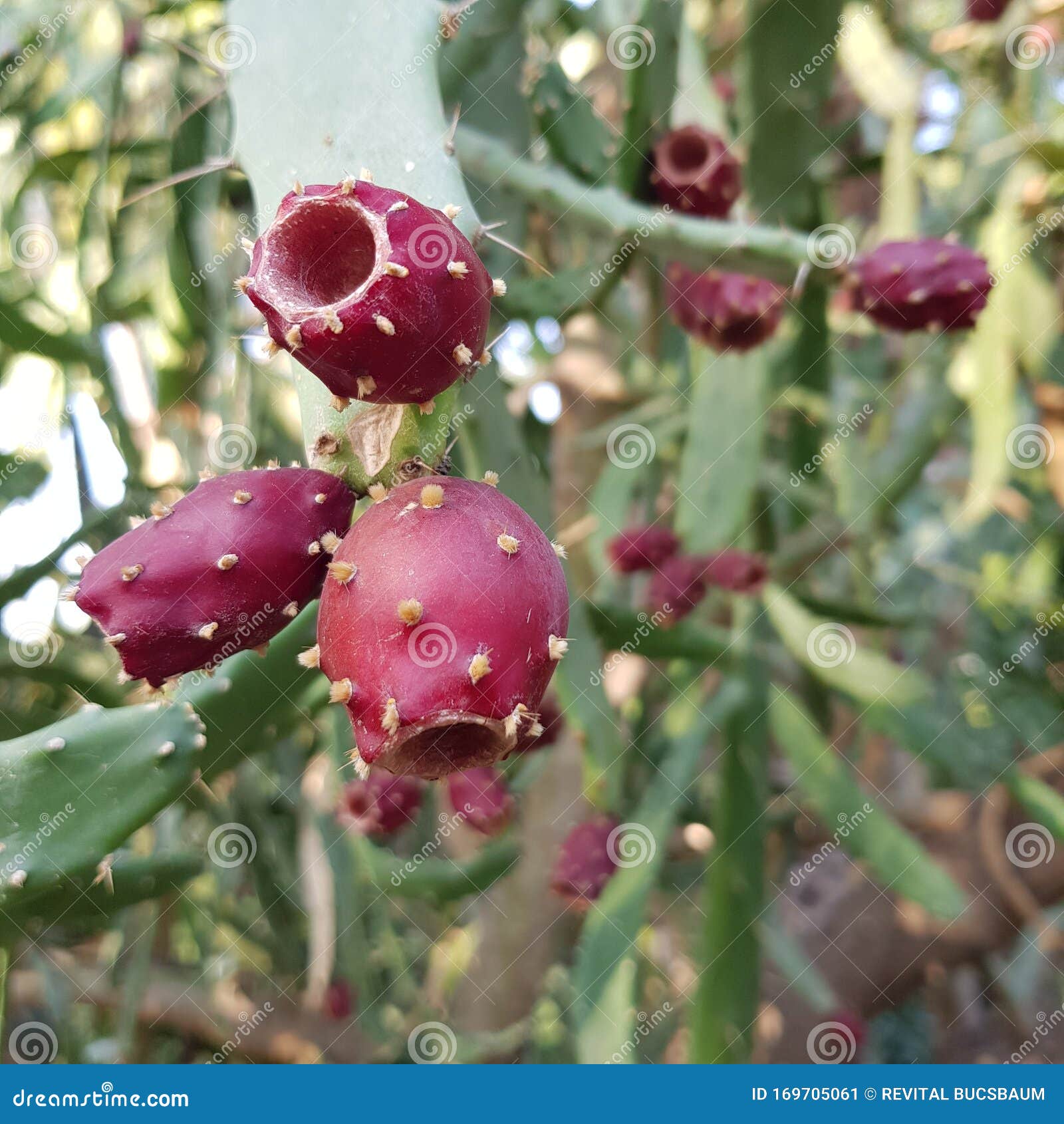 Cactus Met Rode Sappige Vruchten Stock Afbeelding - Image of cactus ...