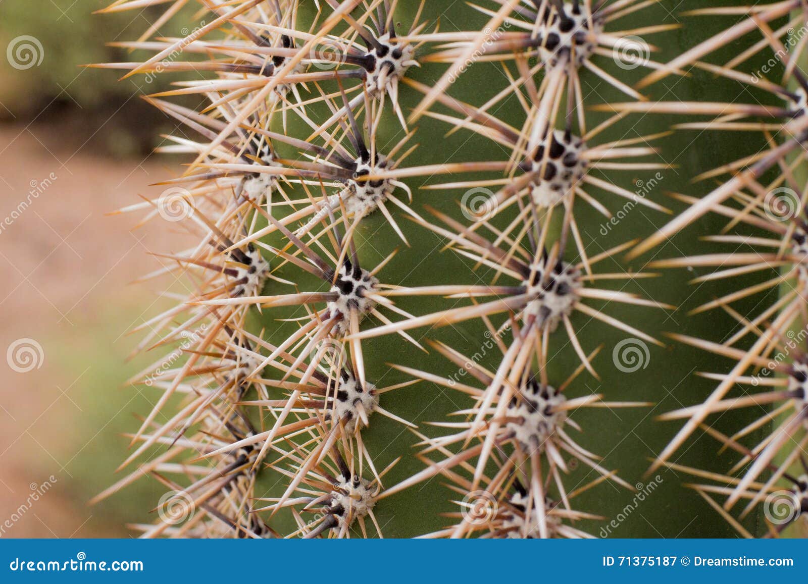 Cactus 4 stock image. Image of trees, pottery, desert - 71375187