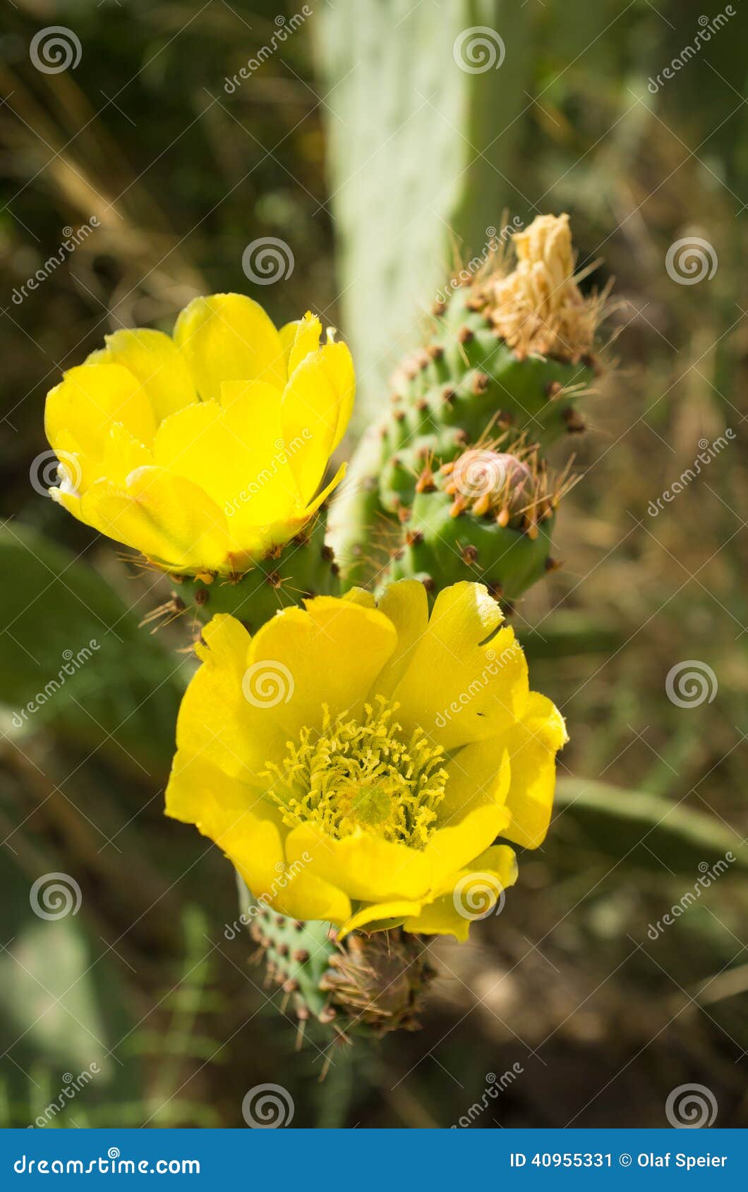 Cactus Mexicano Floreciente Imagen de archivo - Imagen de flor ...