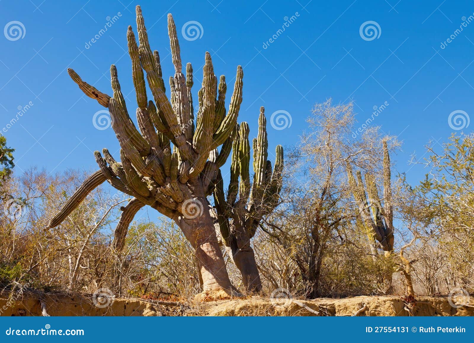 Cactus in Mexico stock image. Image of cabo, cabos, area - 27554131