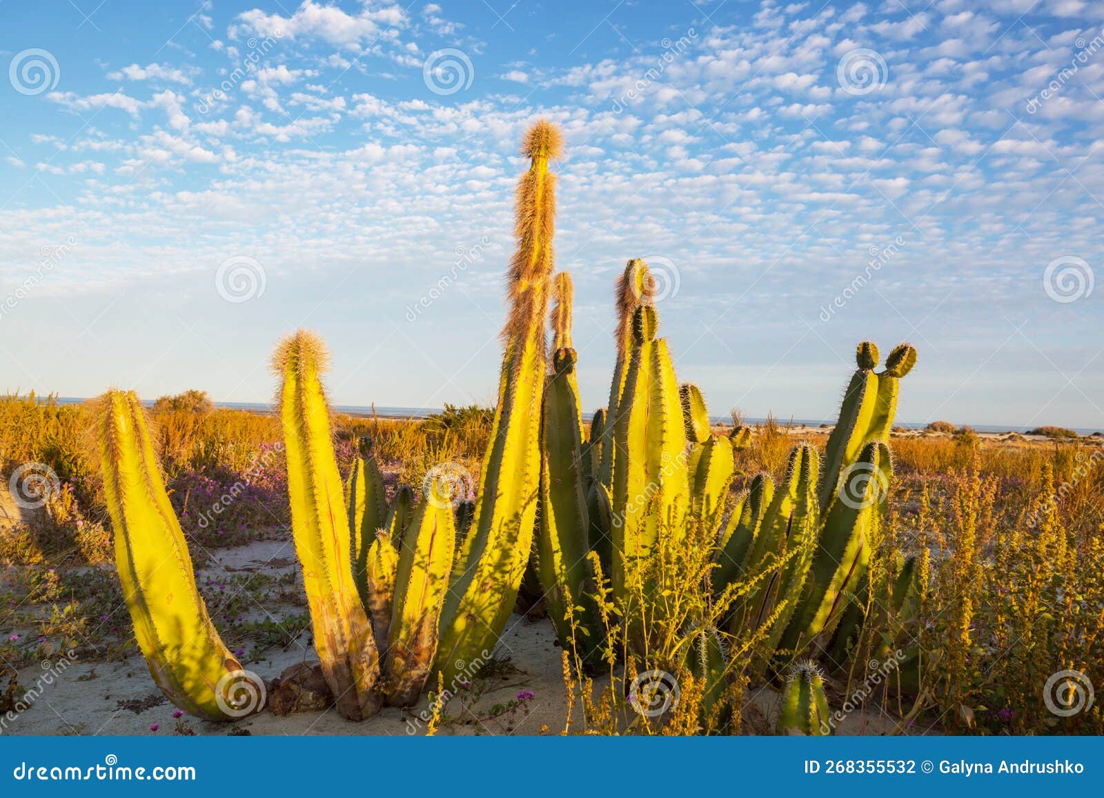 Cactus in Mexico stock photo. Image of landscape, cactus - 268355532