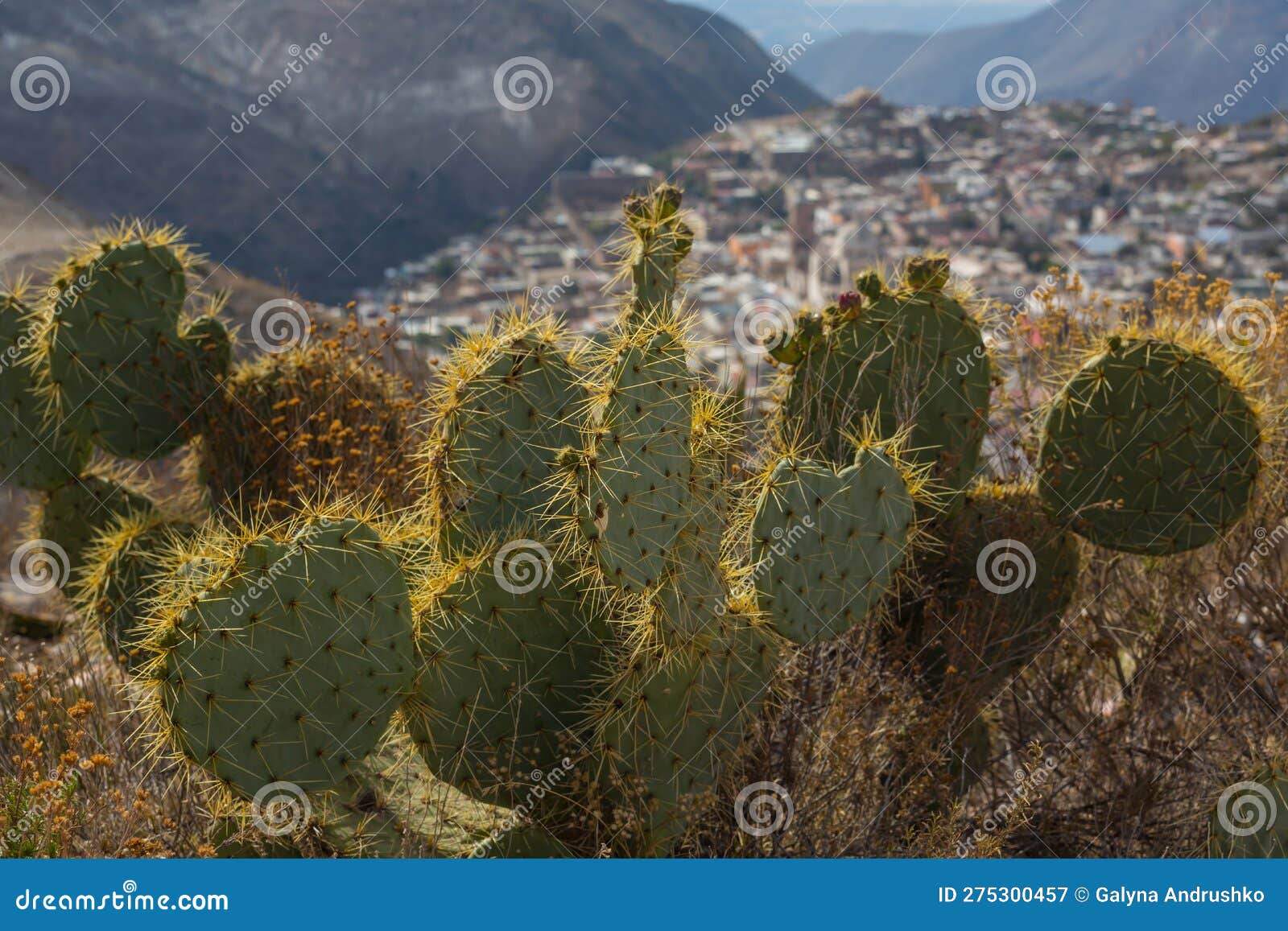 Cactus in Mexico stock image. Image of baja, cactus - 275300457