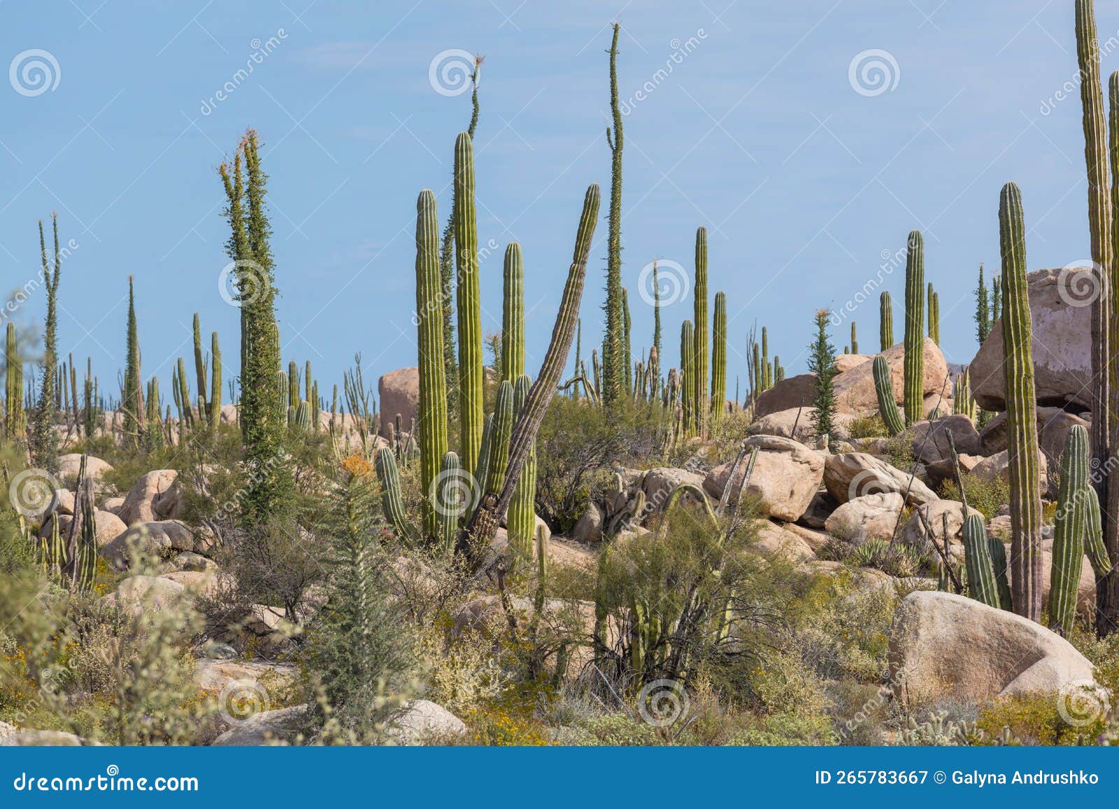 Cactus in Mexico stock image. Image of park, south, america - 265783667