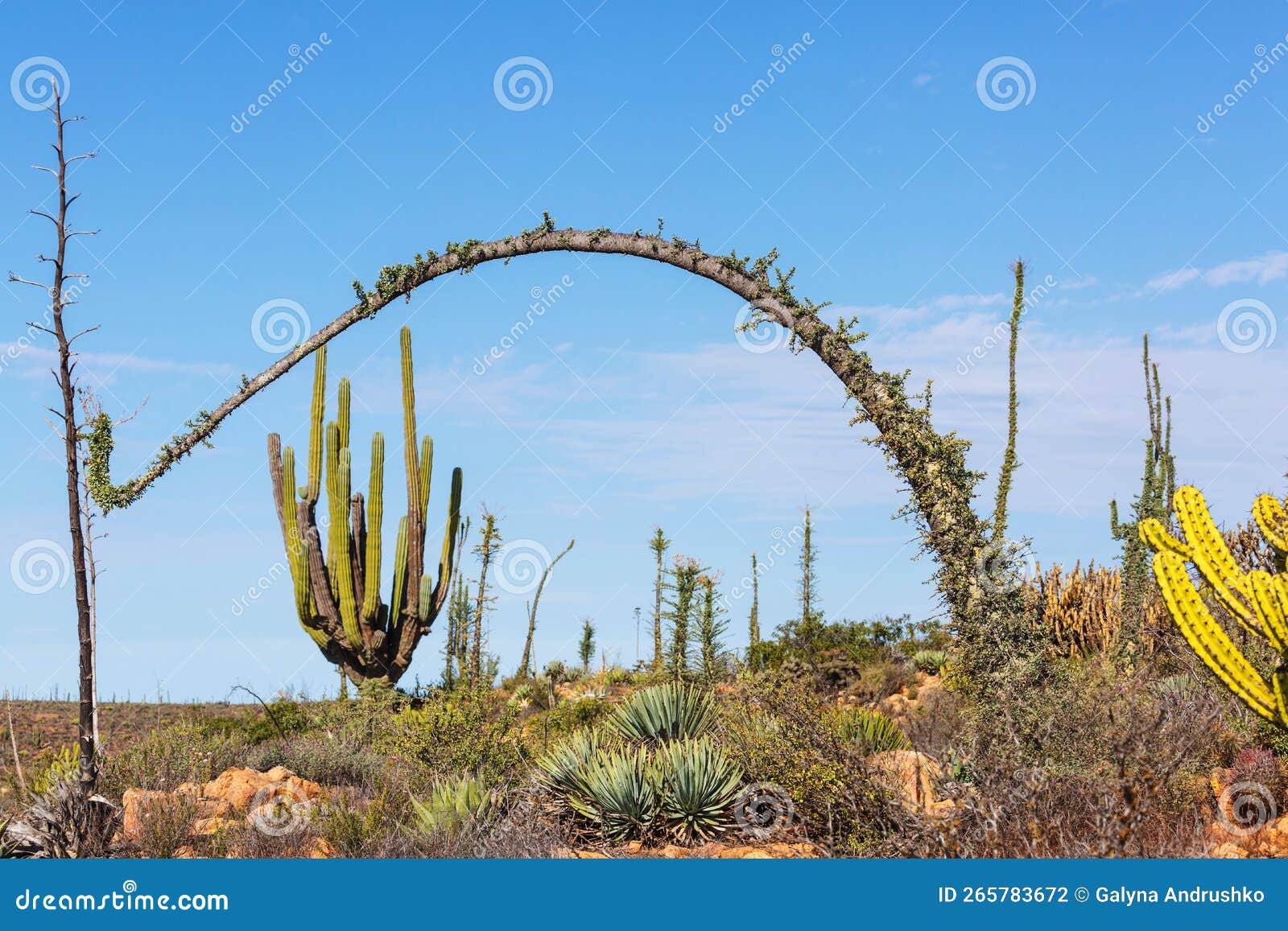 Cactus in Mexico stock photo. Image of summer, desert - 265783672