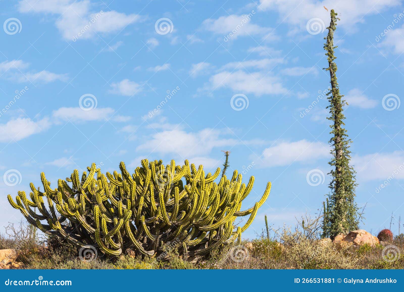 Cactus in Mexico stock image. Image of dawn, prairie - 266531881