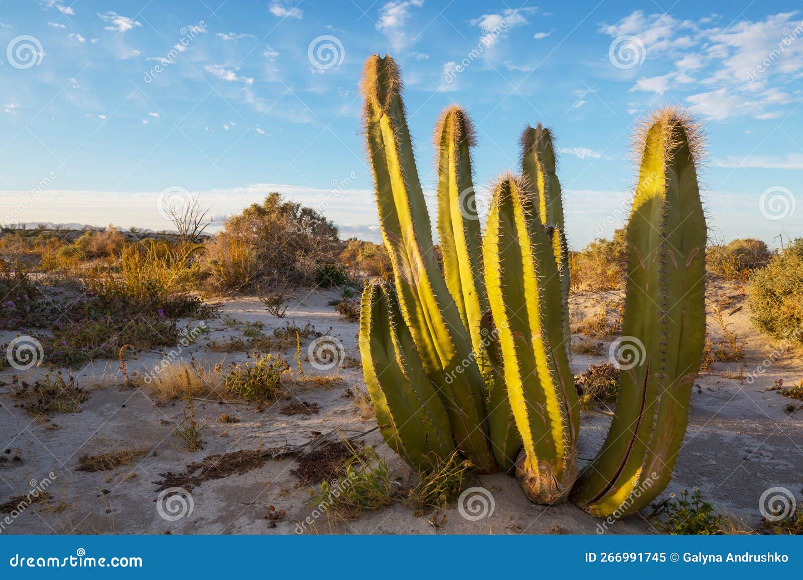 Cactus in Mexico stock image. Image of cactus, saguaro - 266991745
