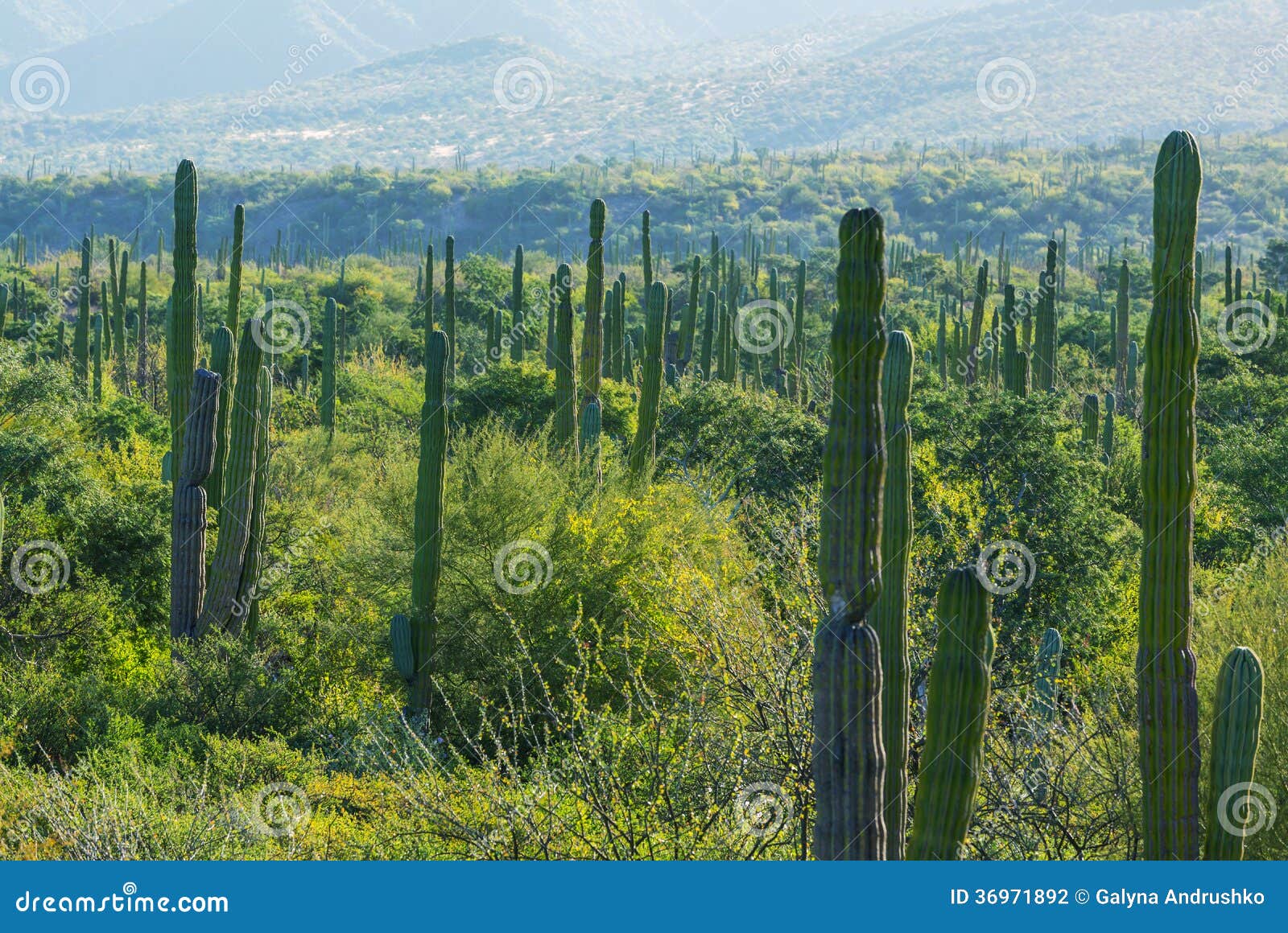 Cactus in Mexico stock photo. Image of mountains, flower - 36971892