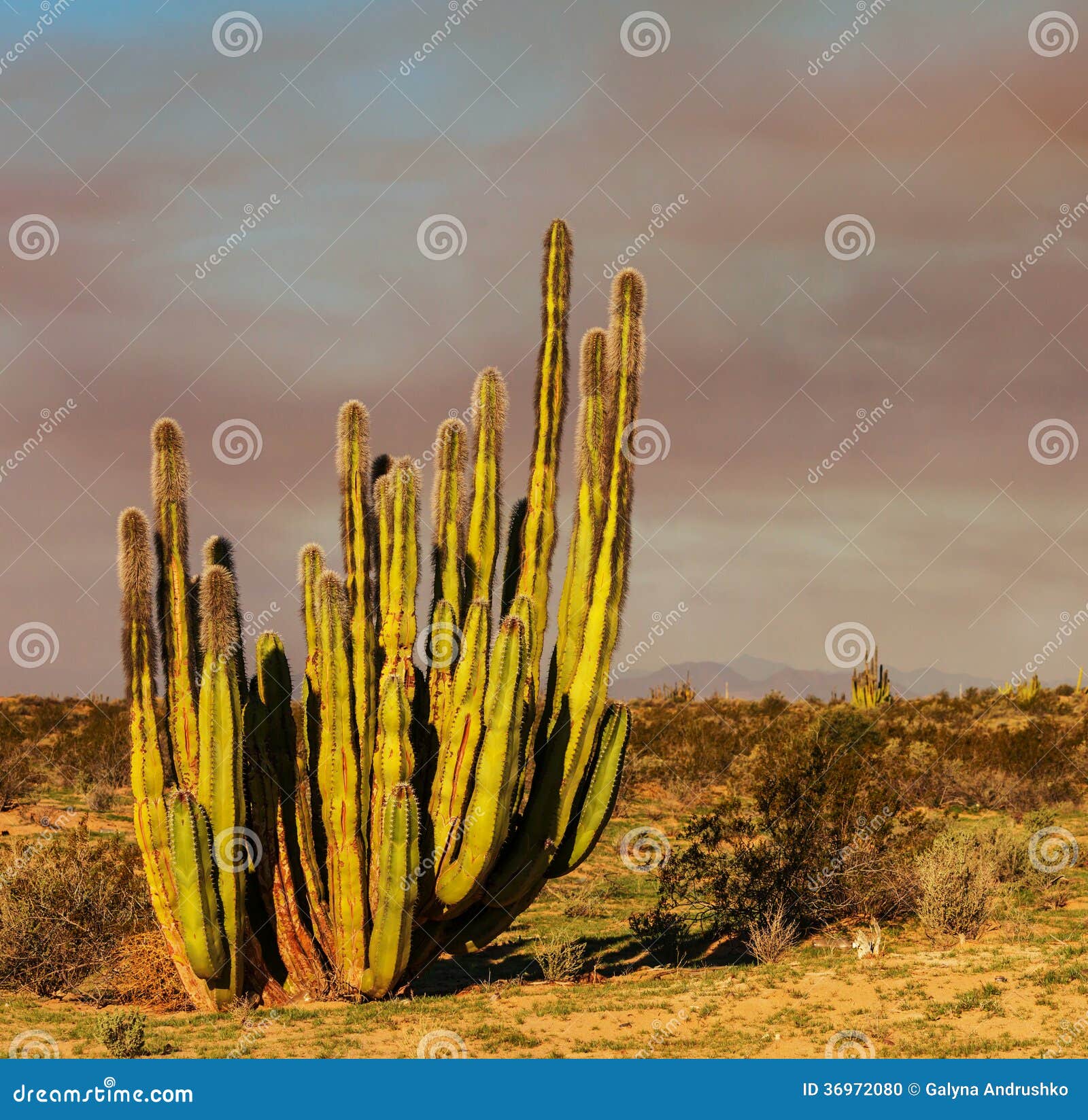 Cactus in Mexico stock photo. Image of desert, flower - 36972080