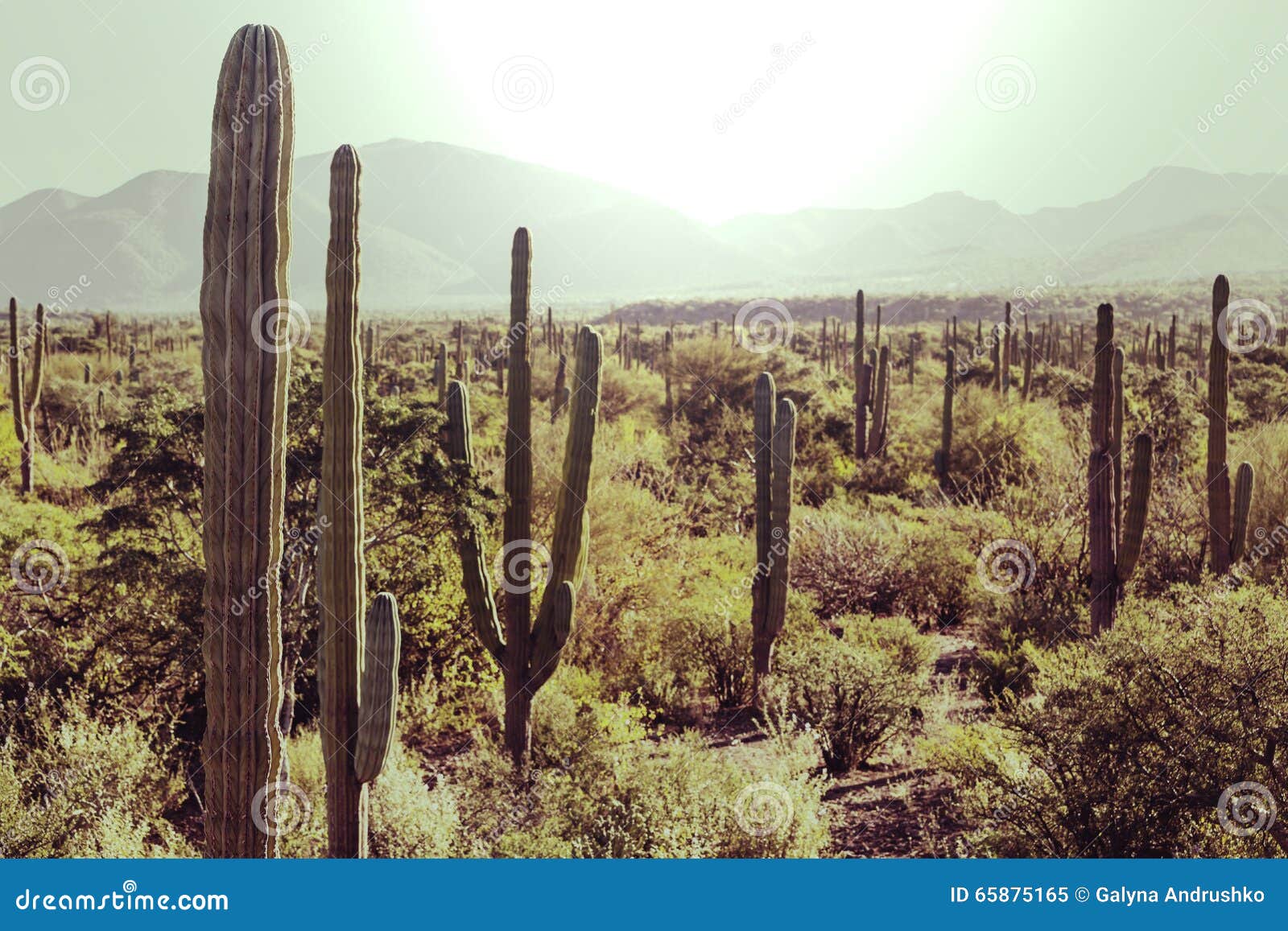 Cactus in Mexico stock image. Image of america, flora - 65875165