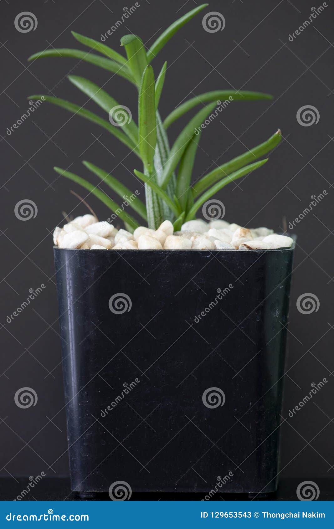 Cactus mini tree in pot. stock image. Image of natural - 129653543