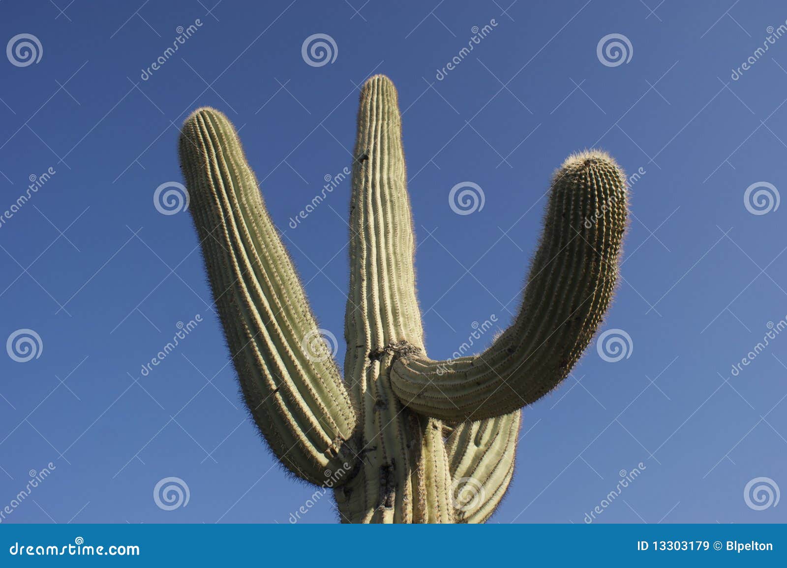 Cactus in the Morning Sun 2 Stock Image - Image of cactus, green: 13303179