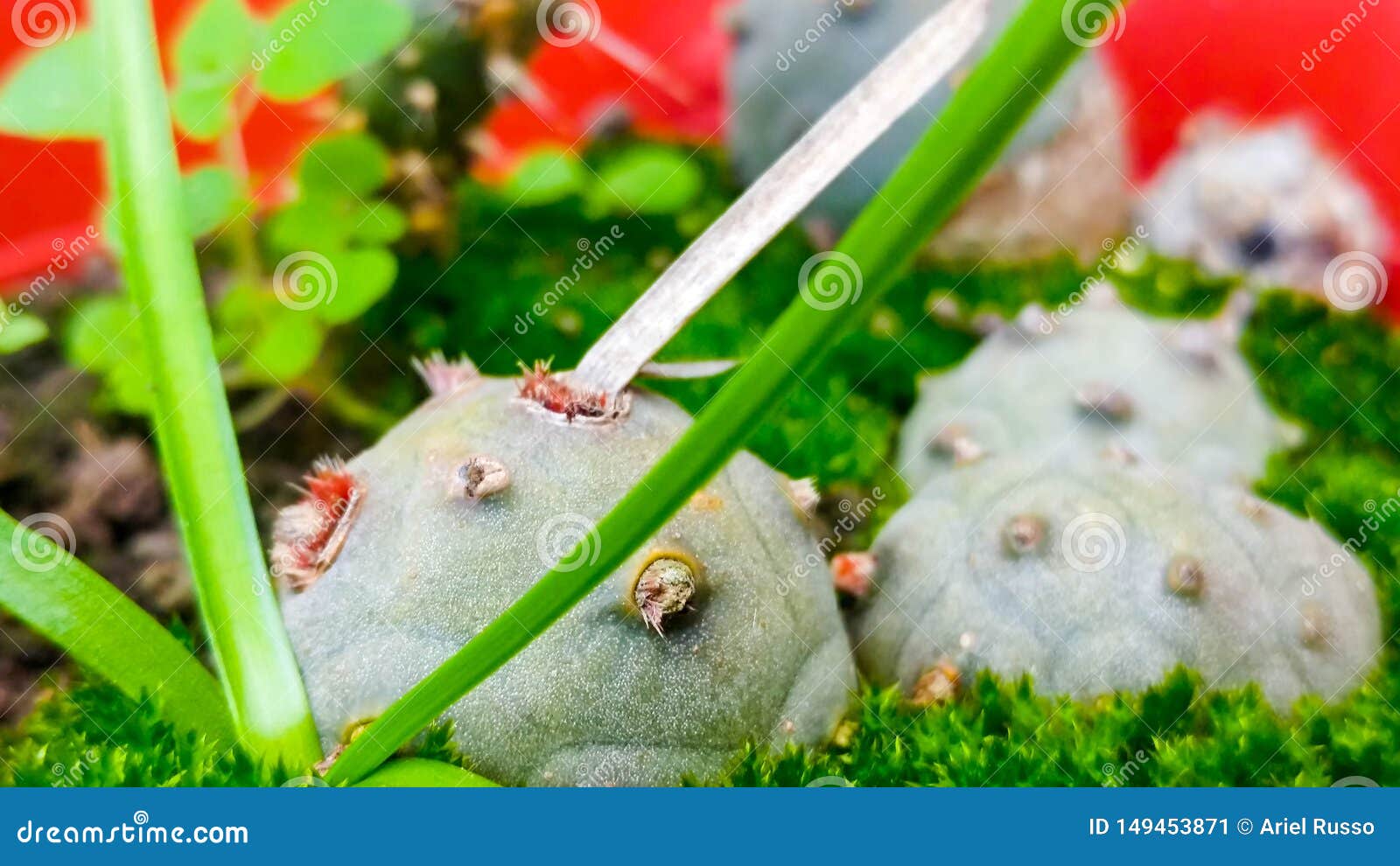 Cactus with Moss Around it. Stock Image - Image of hipster, thailand ...