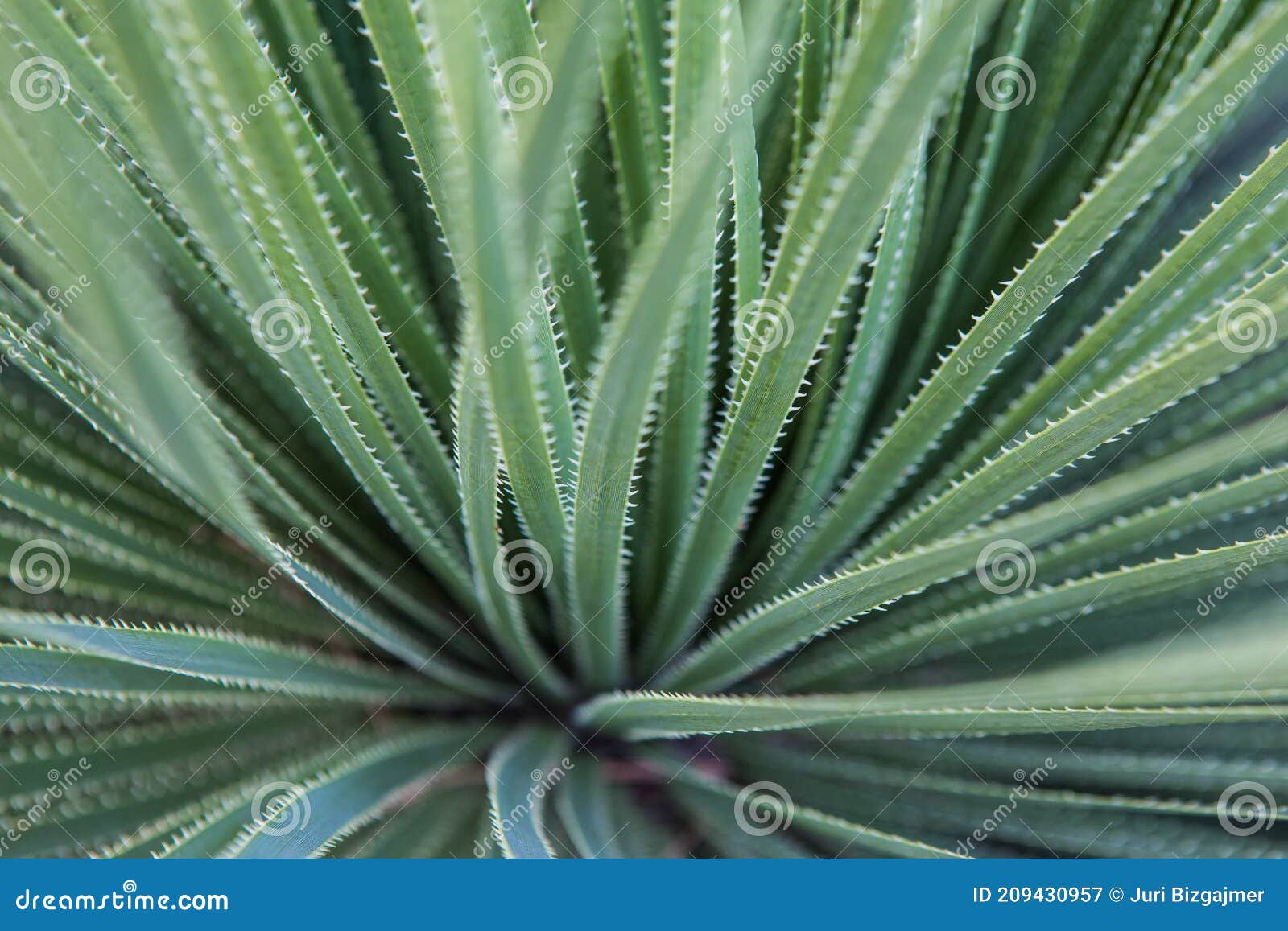 Cactus with Narrow Long Needle-like Leaves Stock Image - Image of ...