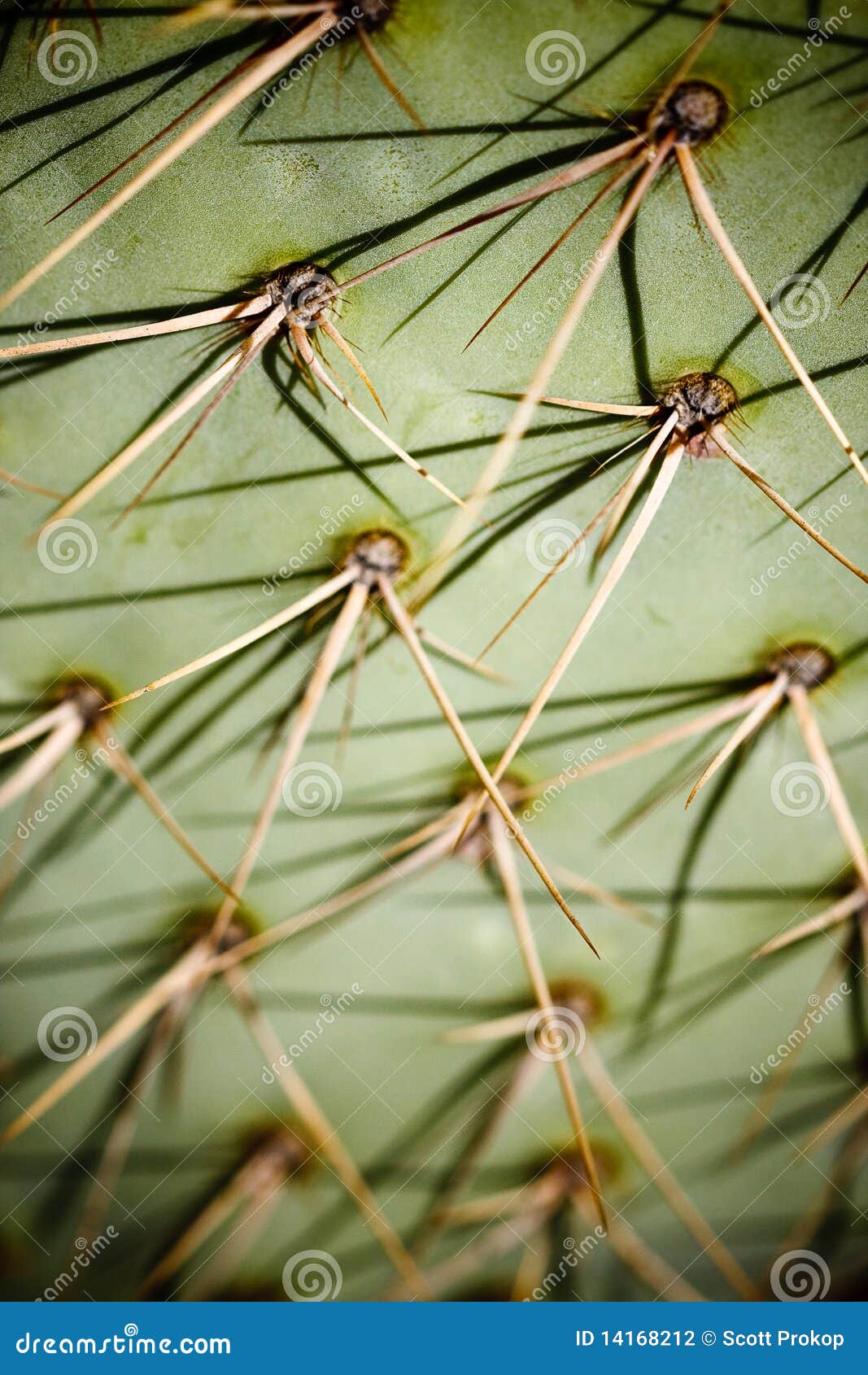 Cactus needles stock photo. Image of saguaro, nature - 14168212