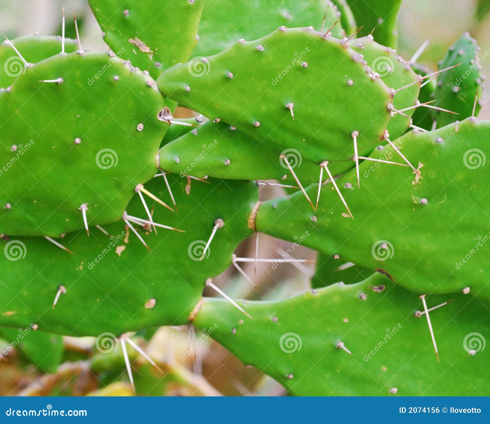 Cactus needles stock photo. Image of tree, prickly, garden - 2074156