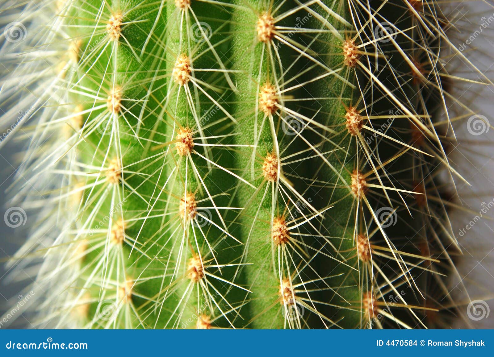 Cactus Needles Picture. Image: 4470584