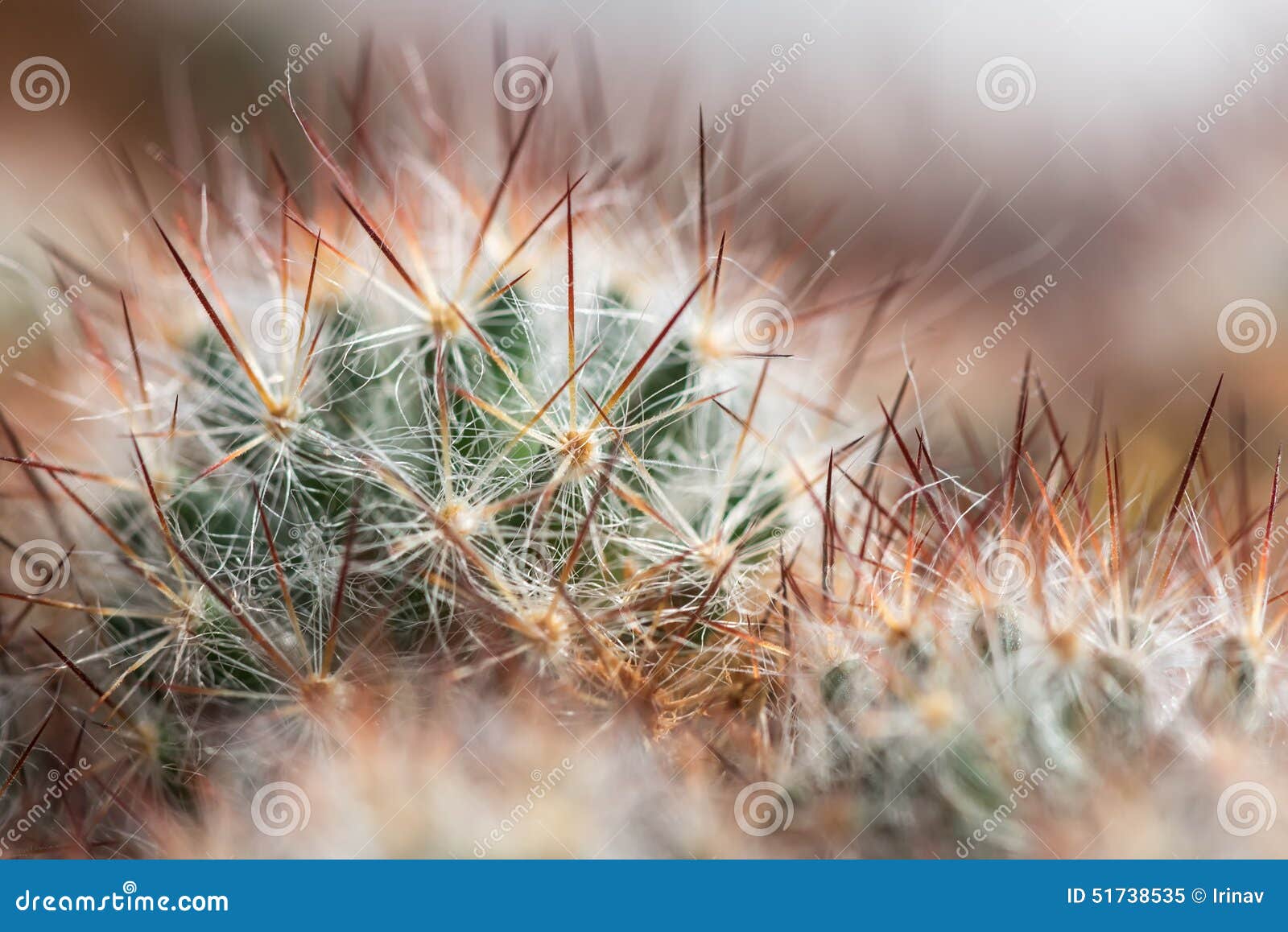 Cactus needles background stock image. Image of nature - 51738535