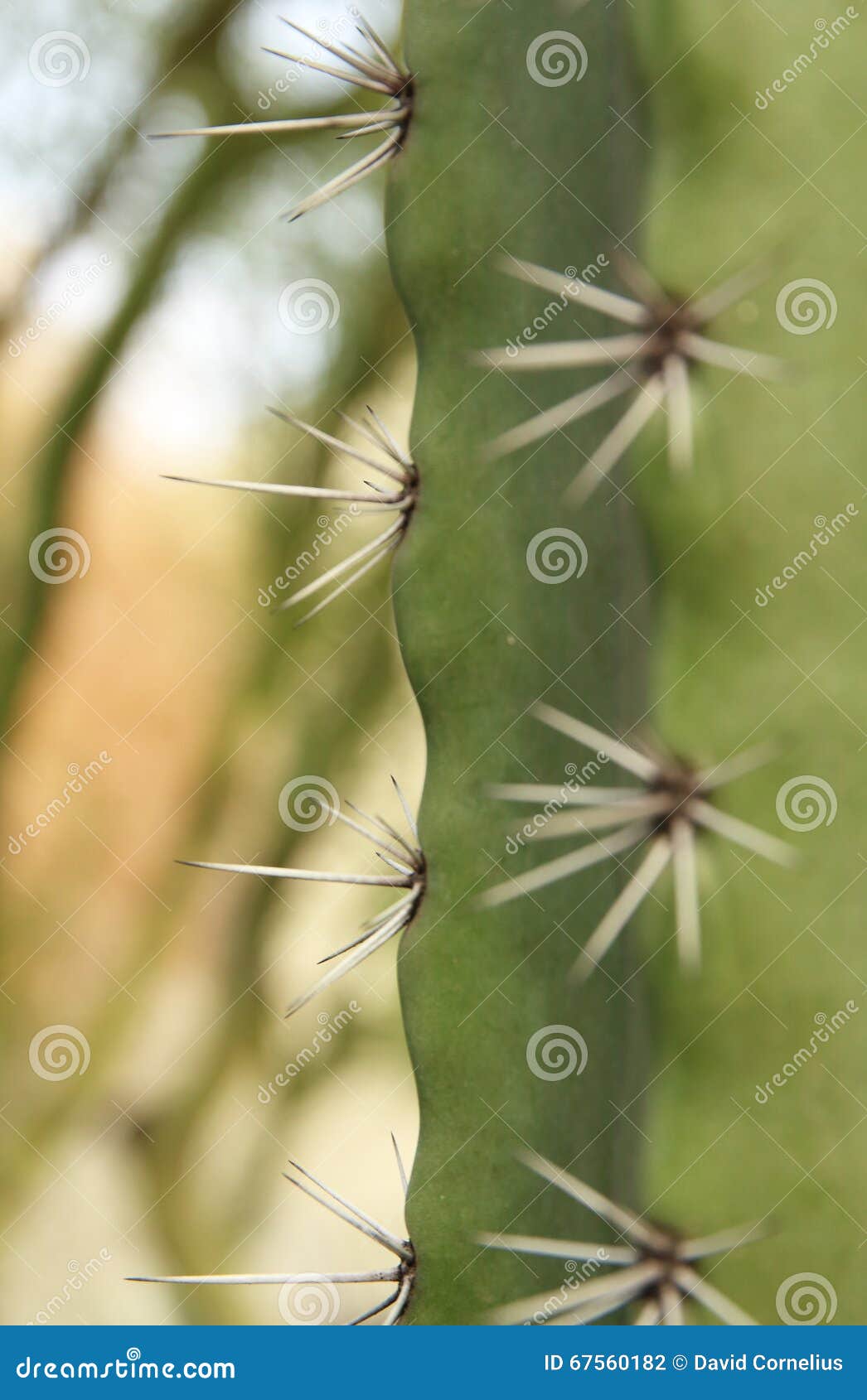 Cactus Needles stock photo. Image of desert, sonora, green - 67560182