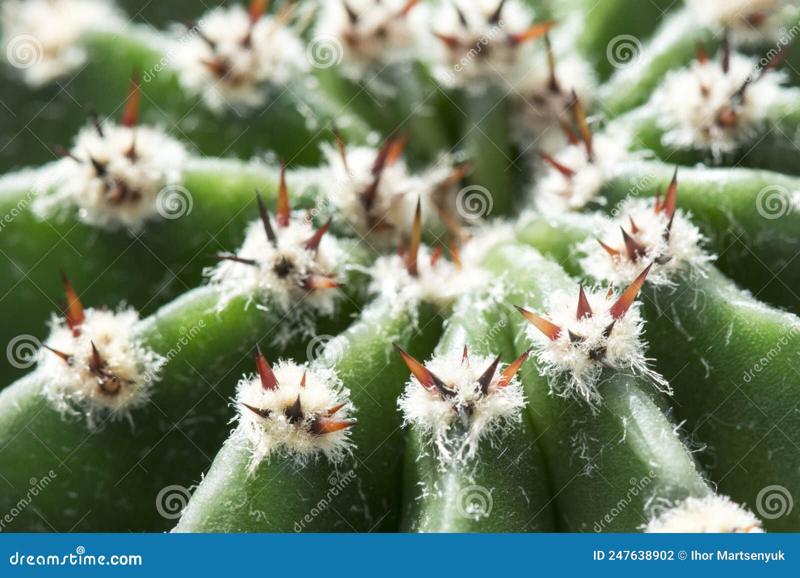 Cactus Needles Close Up. Prickly Vegetable Background Stock Photo ...