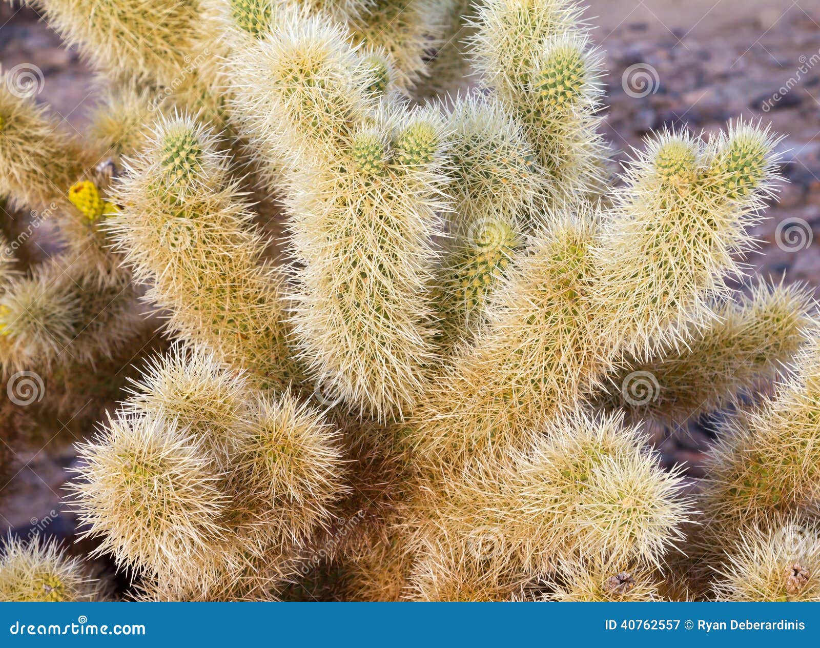 Cactus Needles Closeup stock image. Image of joshua, national - 40762557