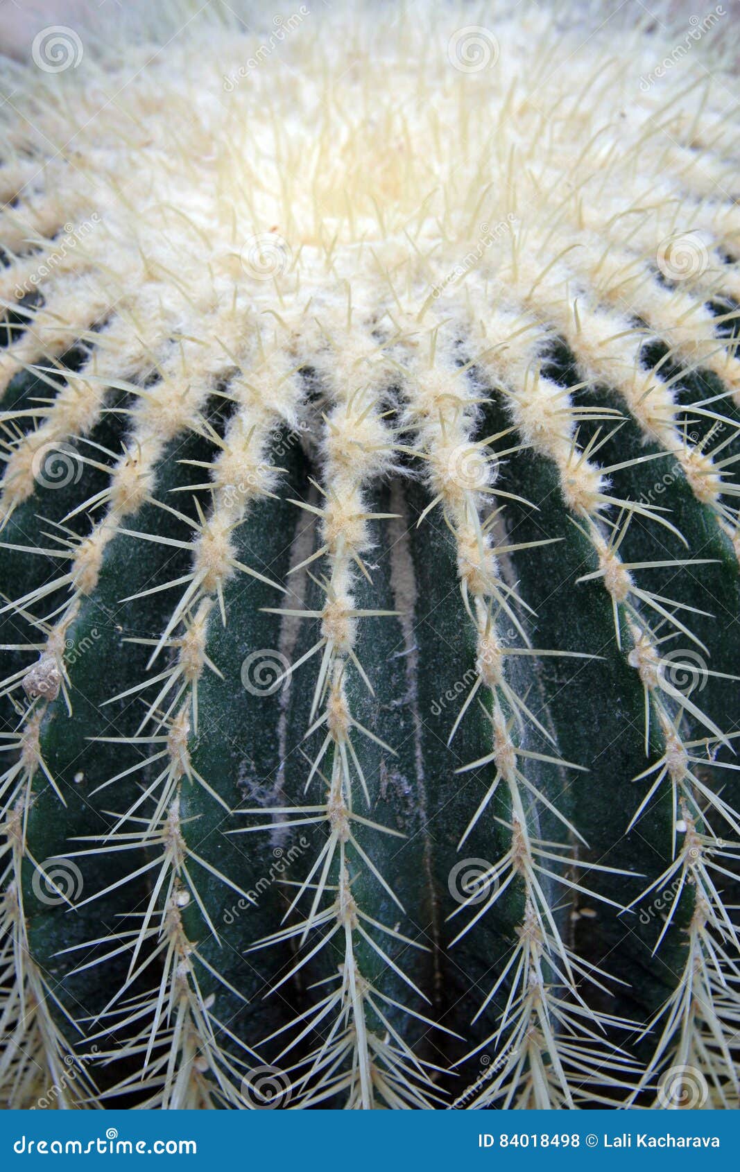 Cactus stock photo. Image of abstraction, needles, protection - 84018498
