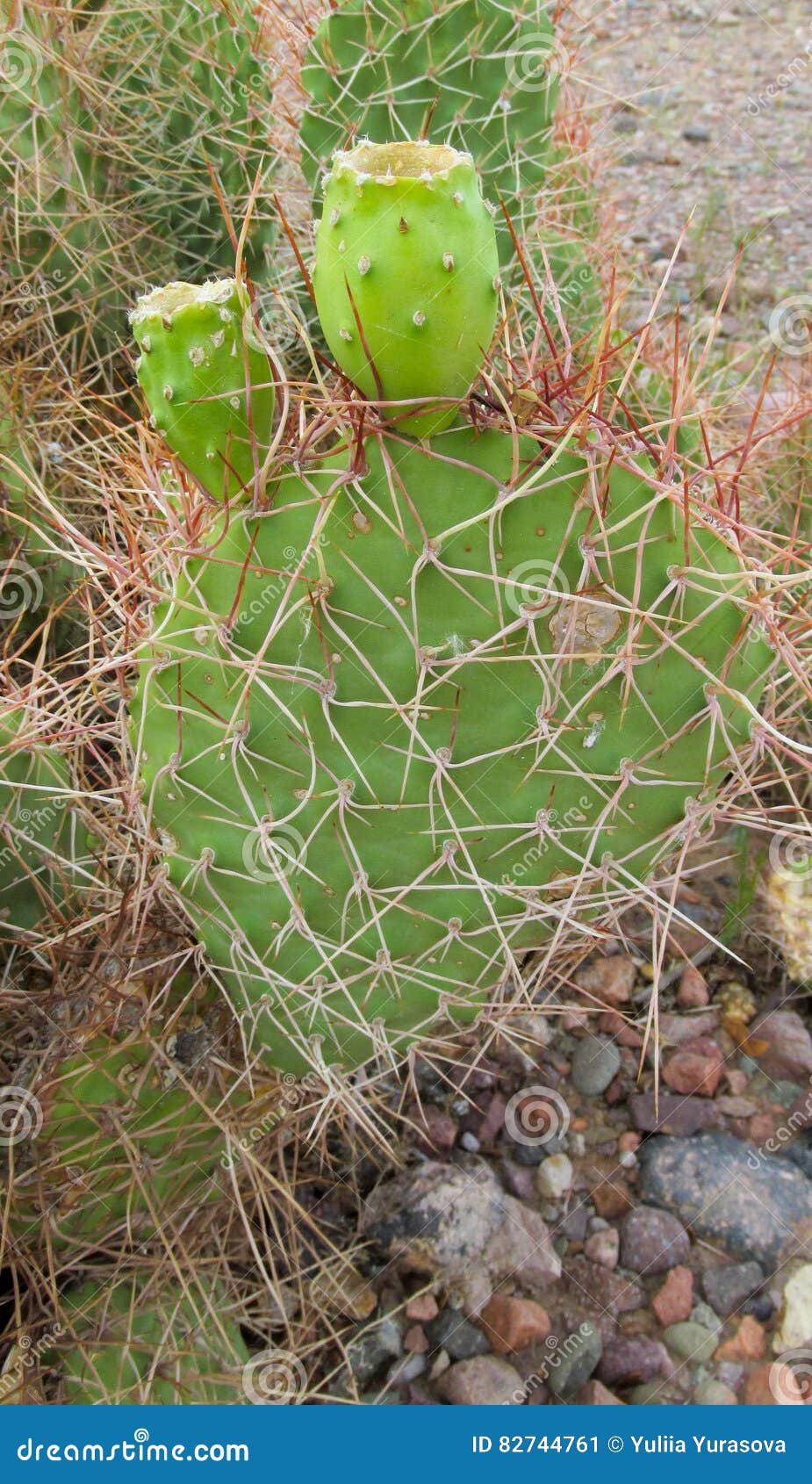 Cactus needles stock image. Image of desert, growth, floral - 82744761