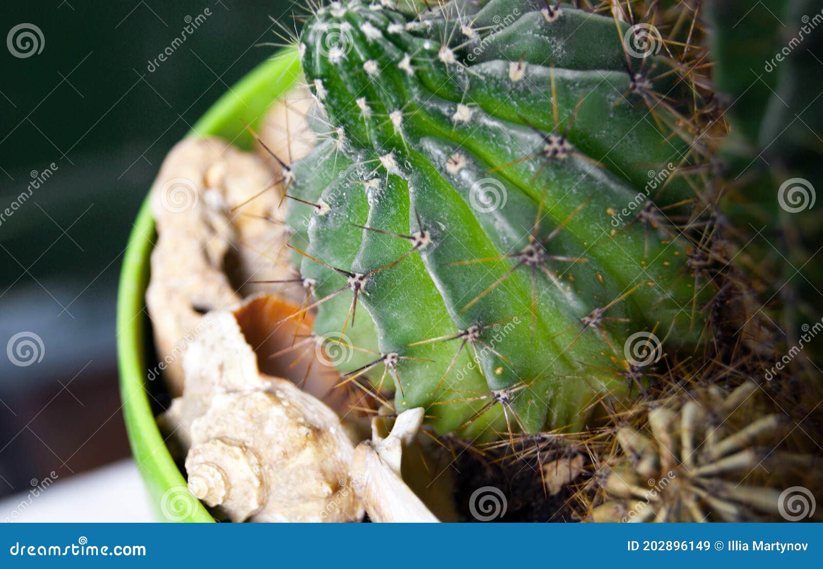Cactus Needles in a Pot with Shells. Botany Stock Image - Image of ...