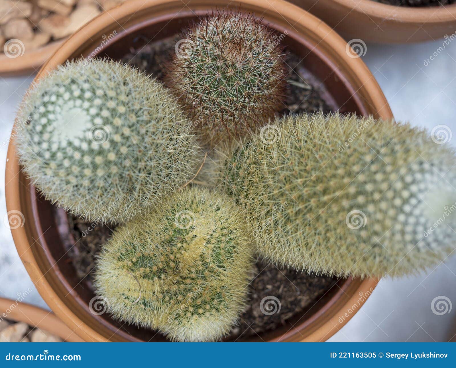 Cactus with Needles in a Pot Top View. Home Plants Stock Image - Image ...