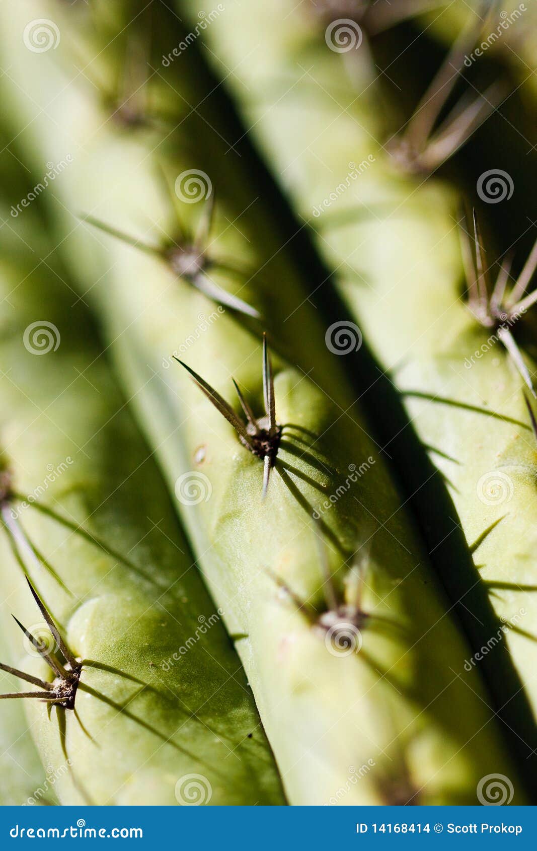 Cactus Needles and Stem Up Close. Stock Photo - Image of botanical ...