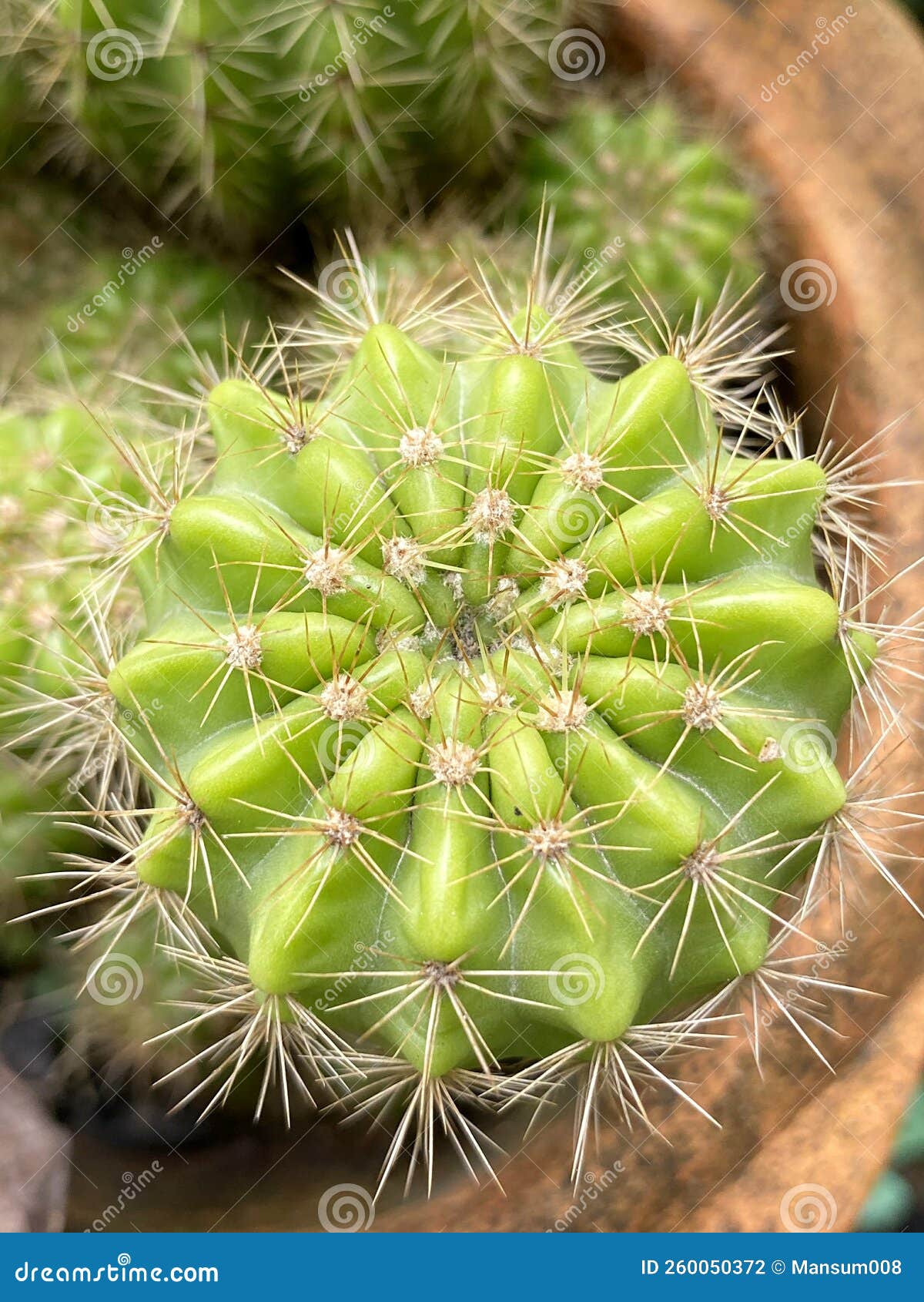 Cactus with a Nice Texture, Close Up Stock Photo - Image of natural ...