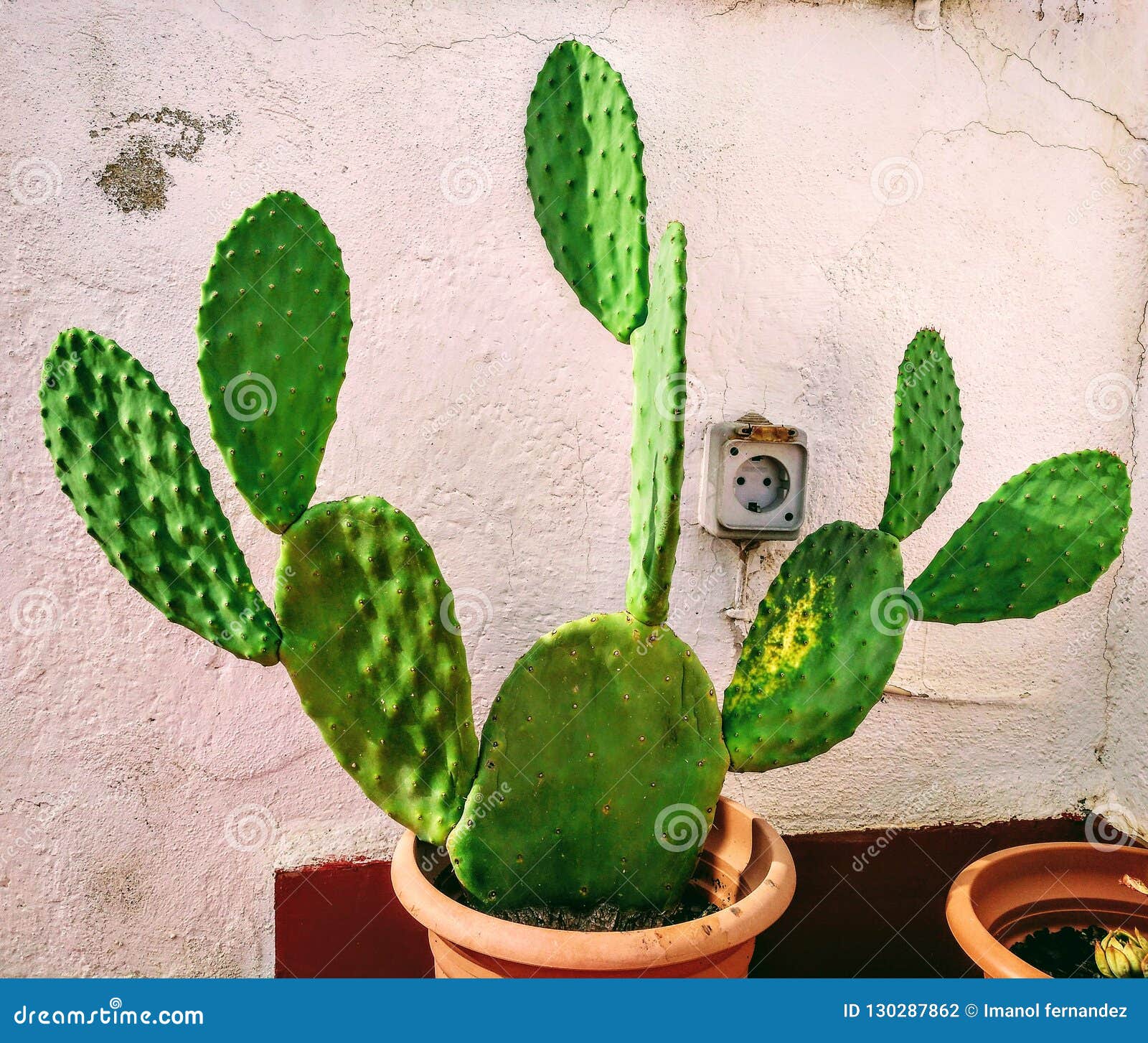 Cactus stock photo. Image of cactus, plantas, nopal - 130287862