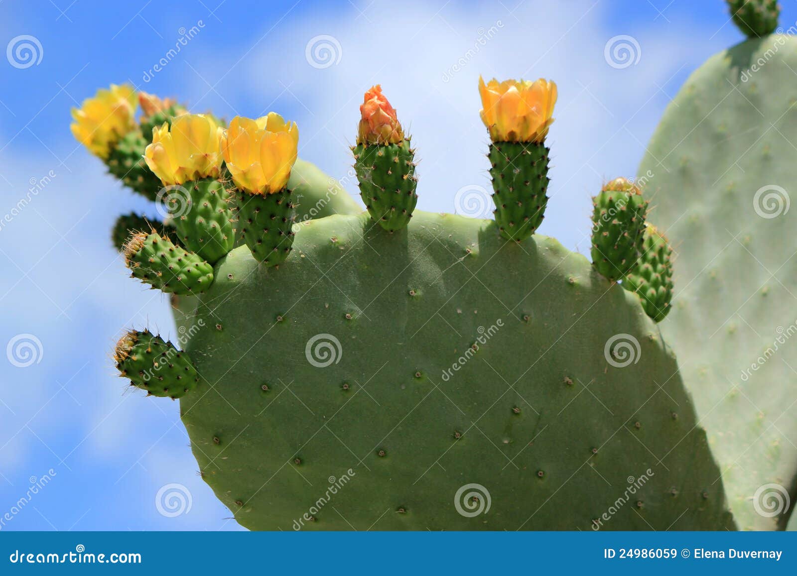Cactus nopal flowers stock image. Image of nature, island - 24986059