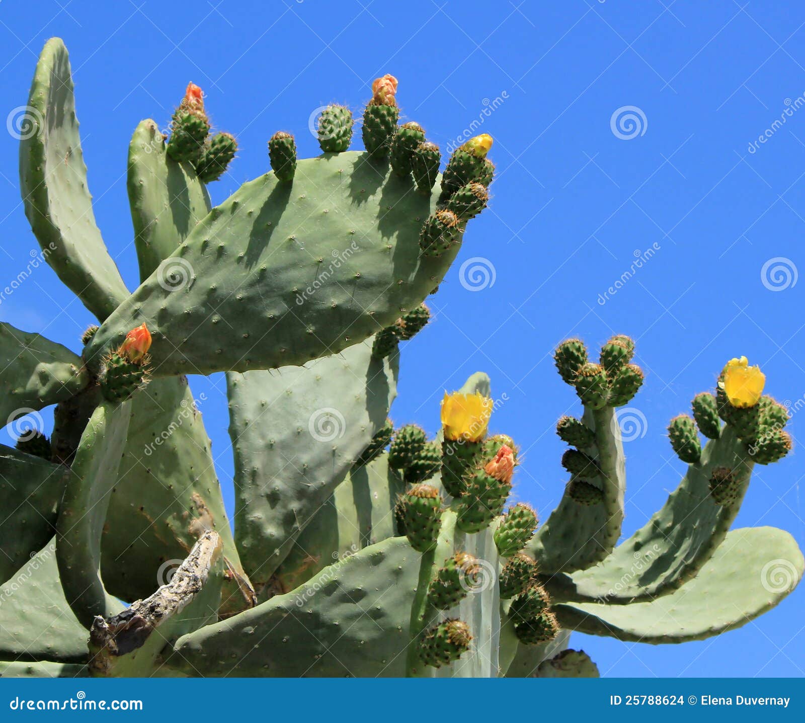 Cactus nopal flowers stock photo. Image of flowers, edible - 25788624