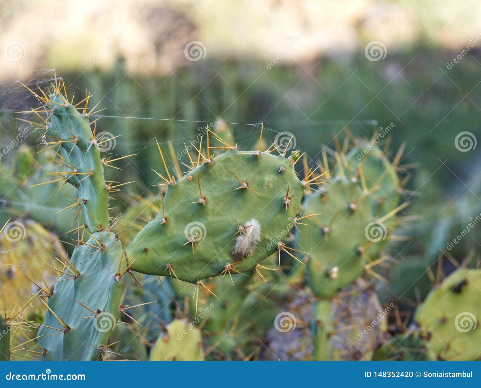 Prickly Pear with Spider Web Stock Photo - Image of colorful, ripe ...