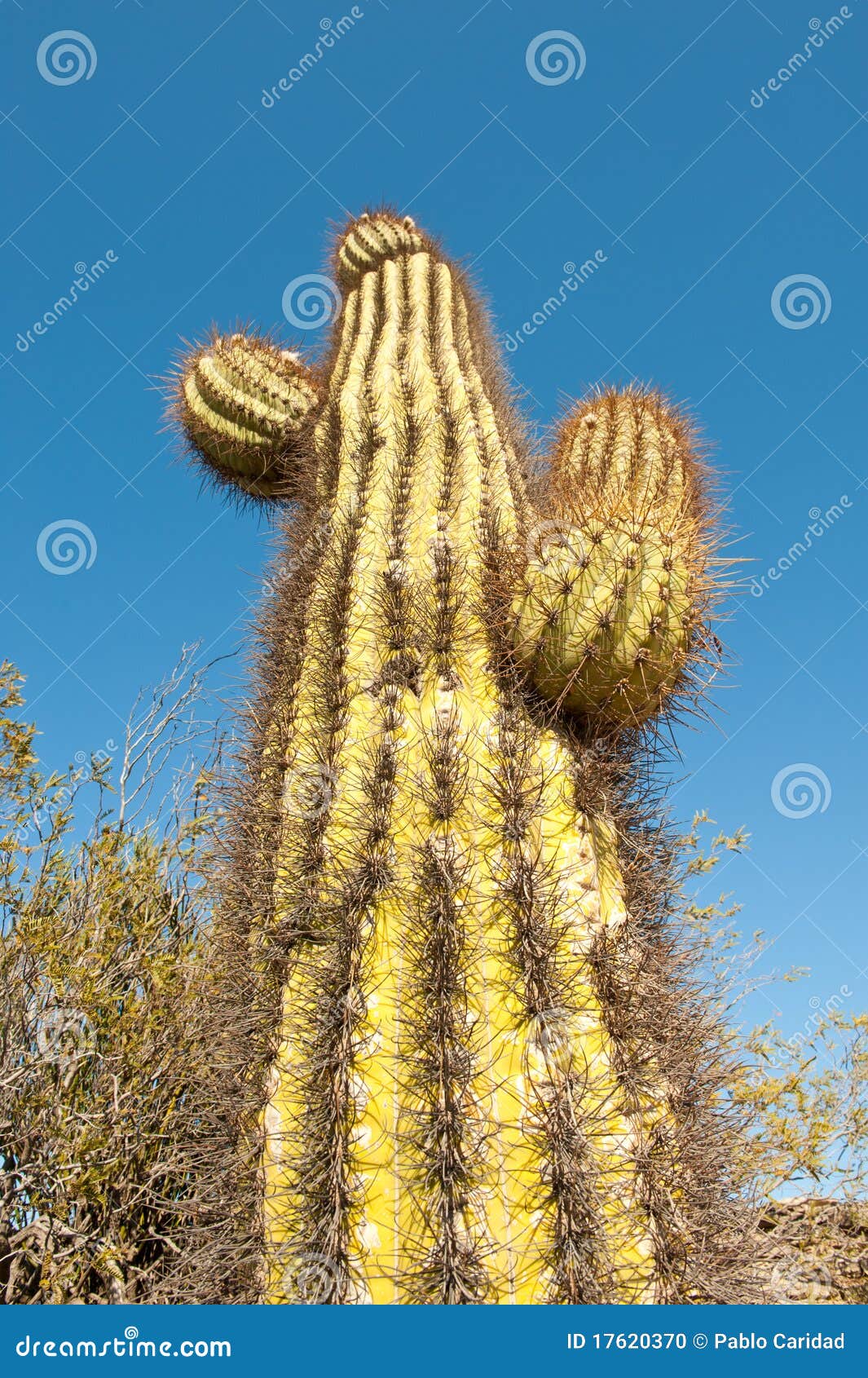 Cactus in Northern Argentina. Stock Photo - Image of earth, latin: 17620370