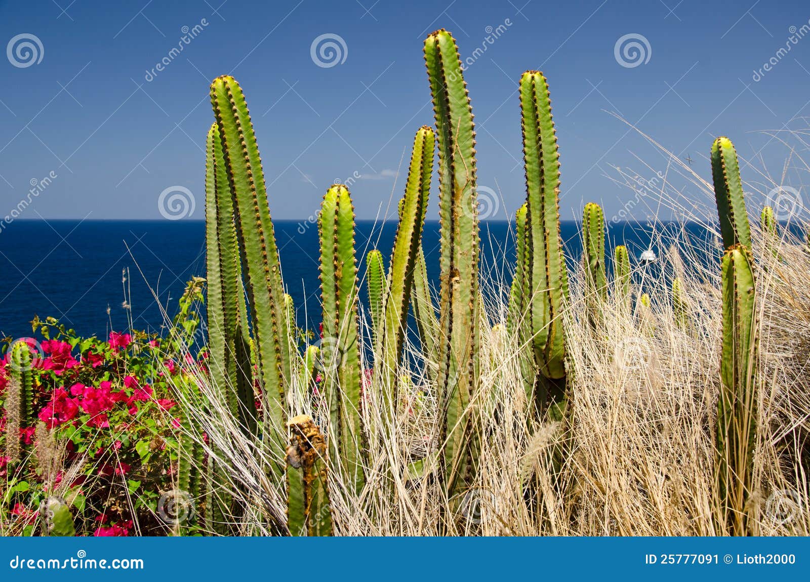 Cactus on the Ocean S Shore Stock Image - Image of blue, cactus: 25777091