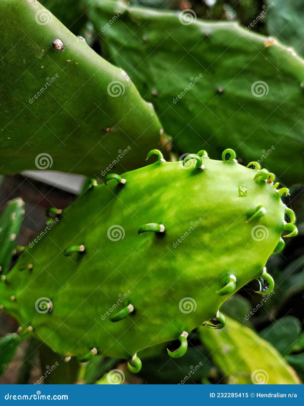 Cactus, Most Cacti Feature Thick Photosynthetic Stems And Leaves That ...
