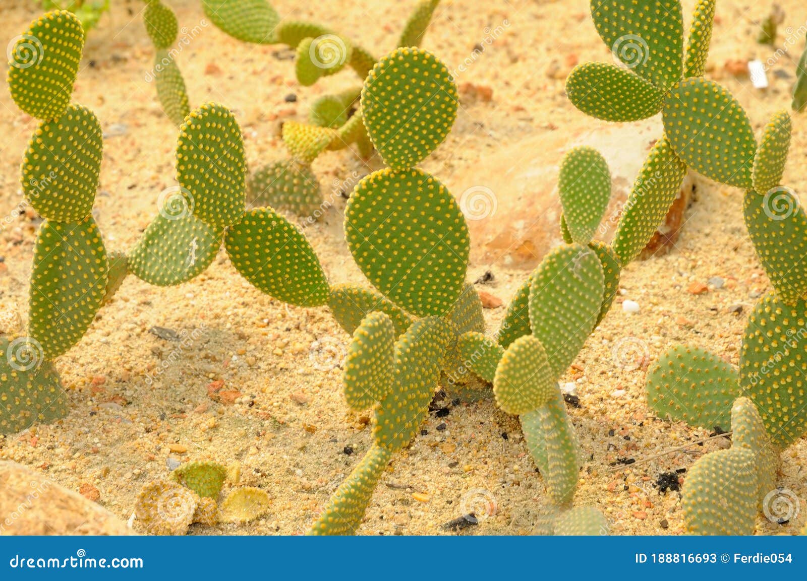A Cactus Plant Opuntia Falcata Stock Image - Image of cacti, cactaceae ...