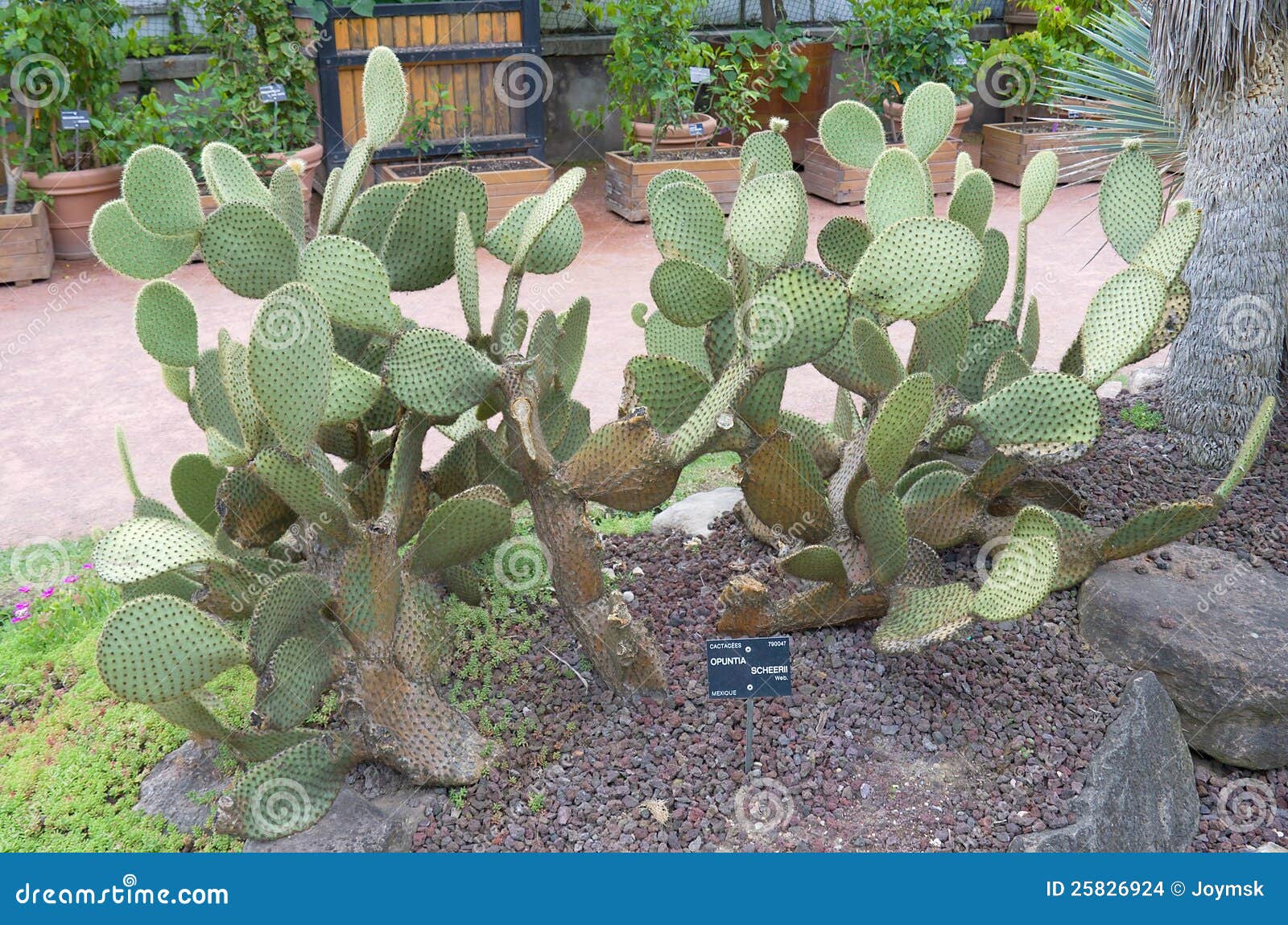 Cactus Opuntia scheeri stock photo. Image of garden, mexico - 25826924