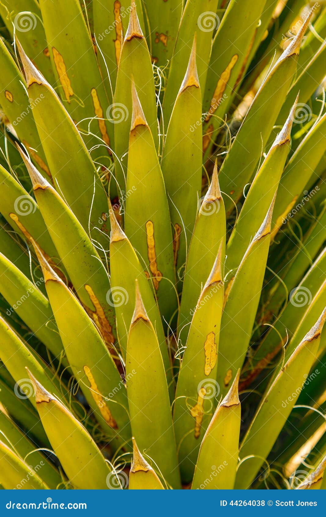 Cactus Palm Leaves stock photo. Image of nature, vegetation - 44264038
