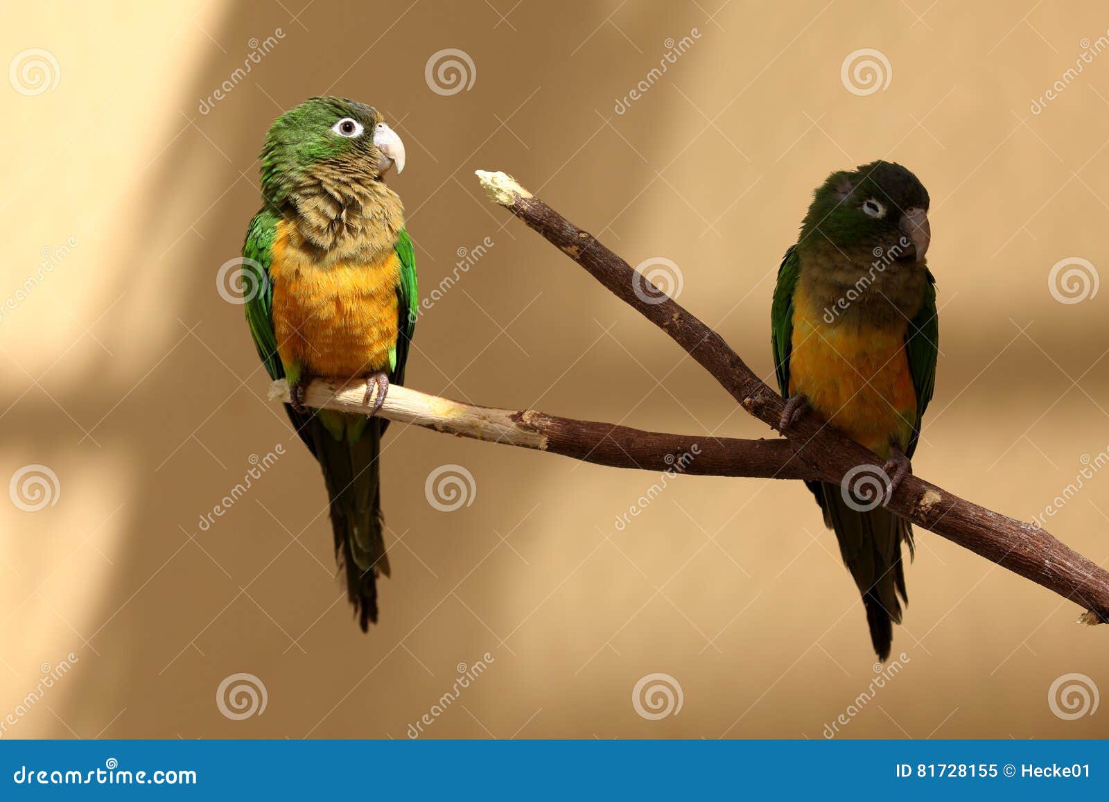 Cactus Parakeet from Brazil Stock Image - Image of bird, cactus: 81728155