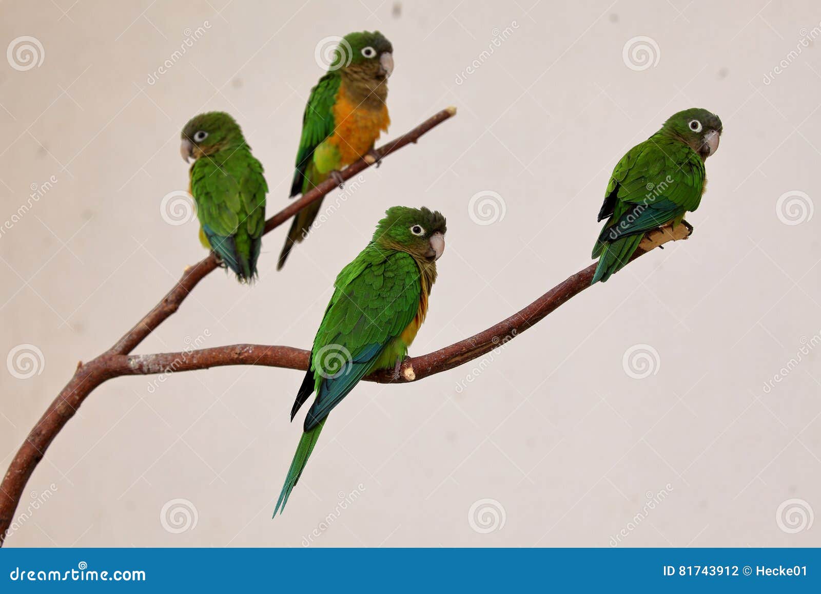 Cactus Parakeet from Brazil Stock Photo - Image of brazil, caatinga ...