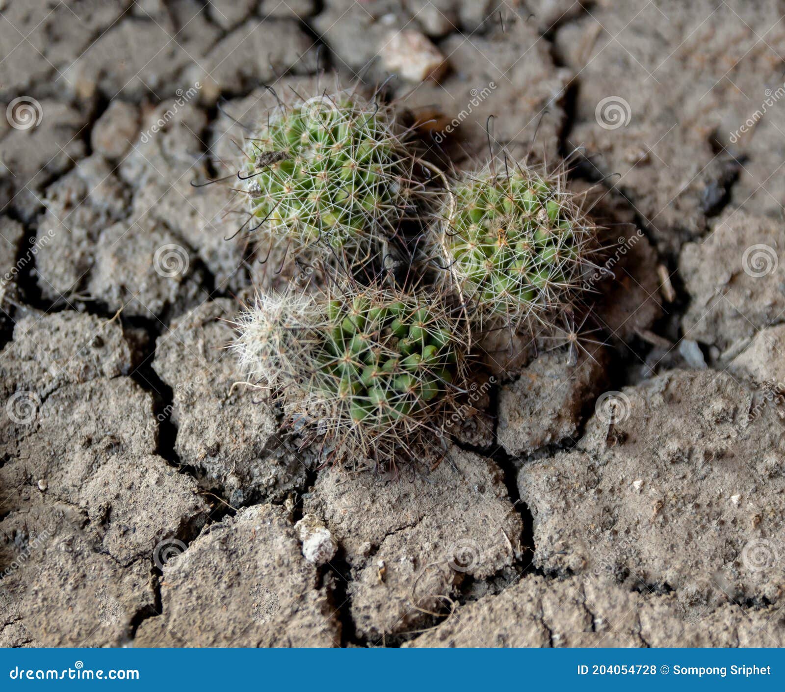 Cactus in the parched soil stock photo. Image of survive - 204054728