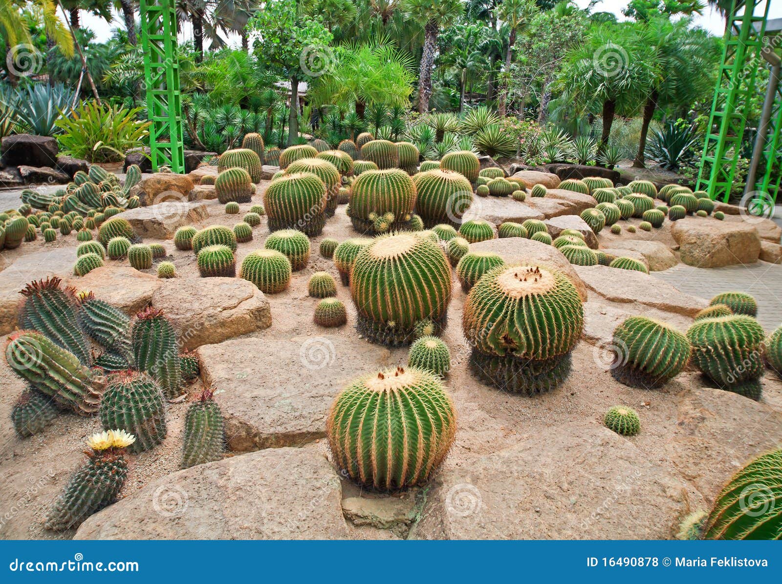 Cactus park stock photo. Image of large, museum, attraction - 16490878