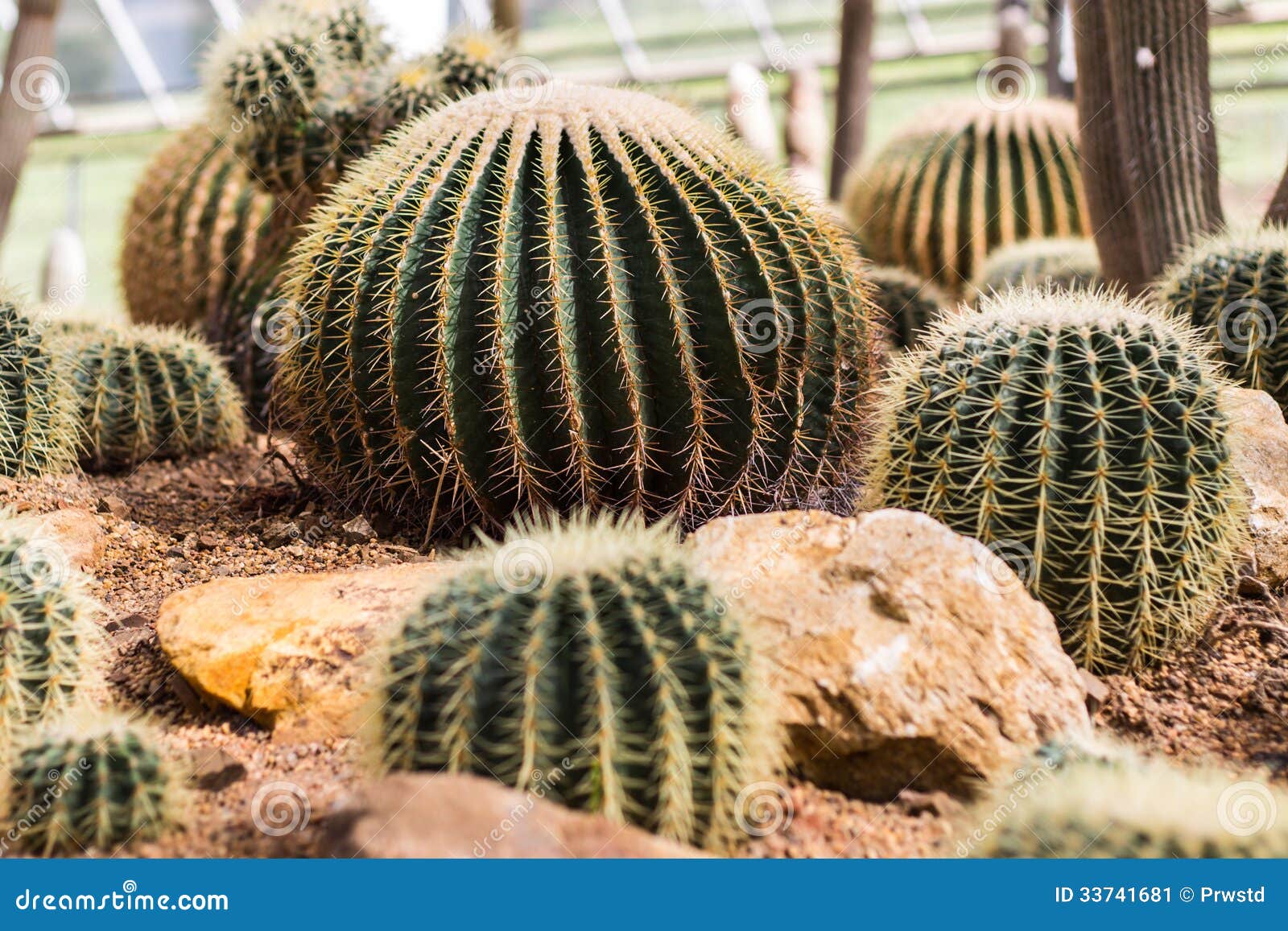 Cactus stock image. Image of green, water, spike, royalty - 33741681