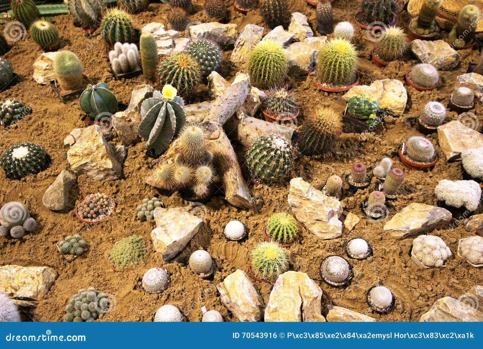 Cactus park stock photo. Image of island, flora, canaria - 70543916