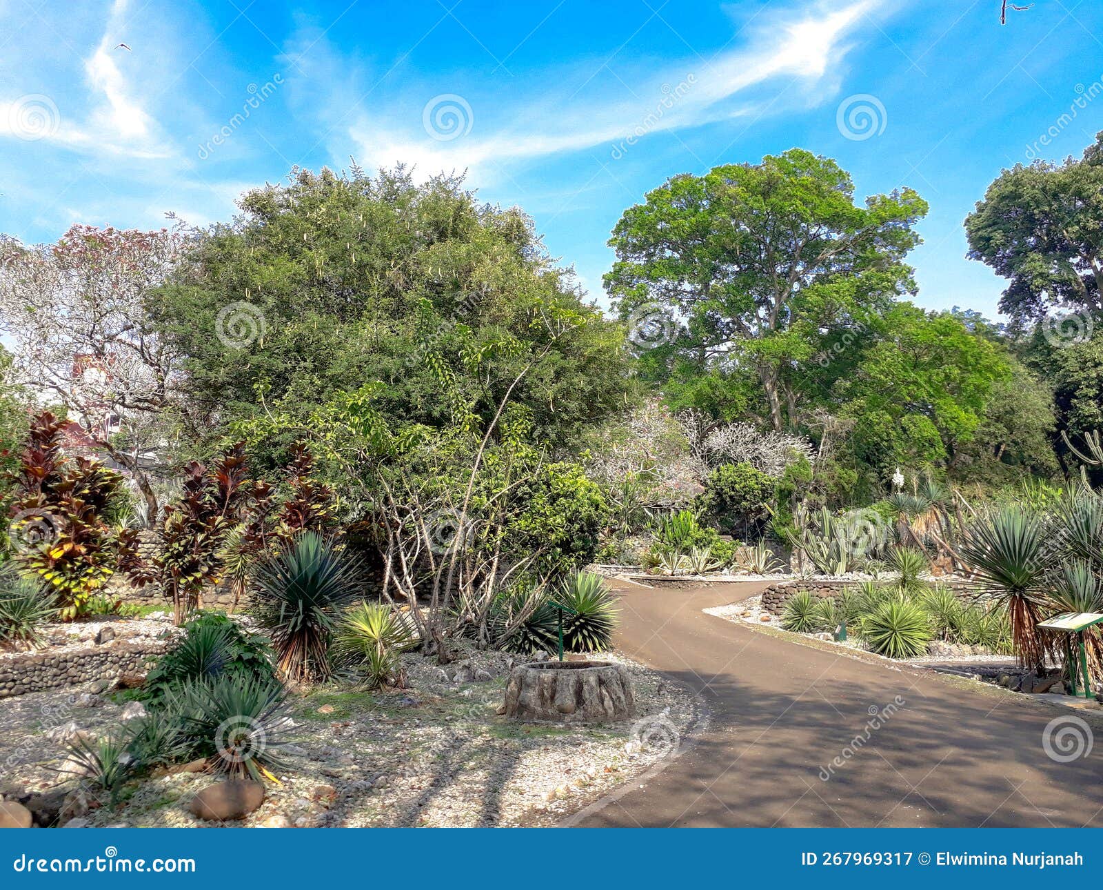 Cactus park stock image. Image of landscape, live, nature - 267969317