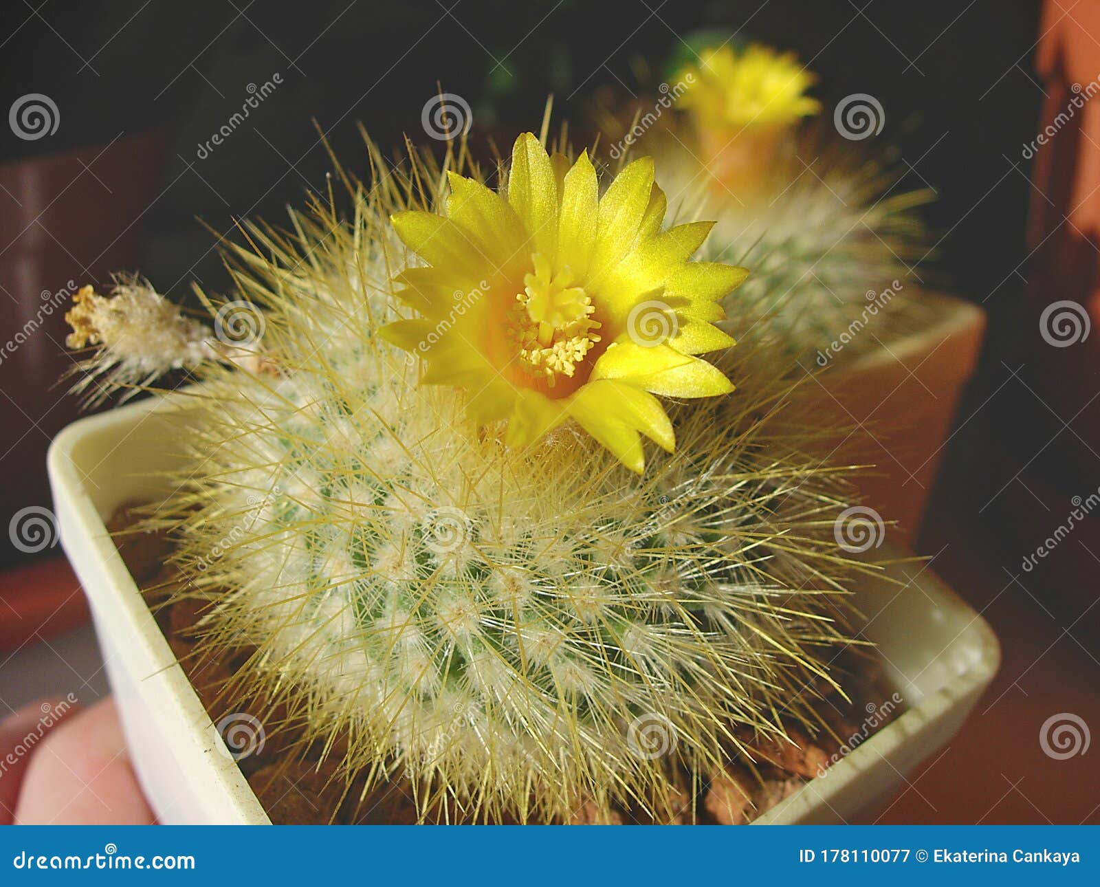 Cactus Parodia Chrysacanthion OF67/80 with Yellow Spines Stock Image ...