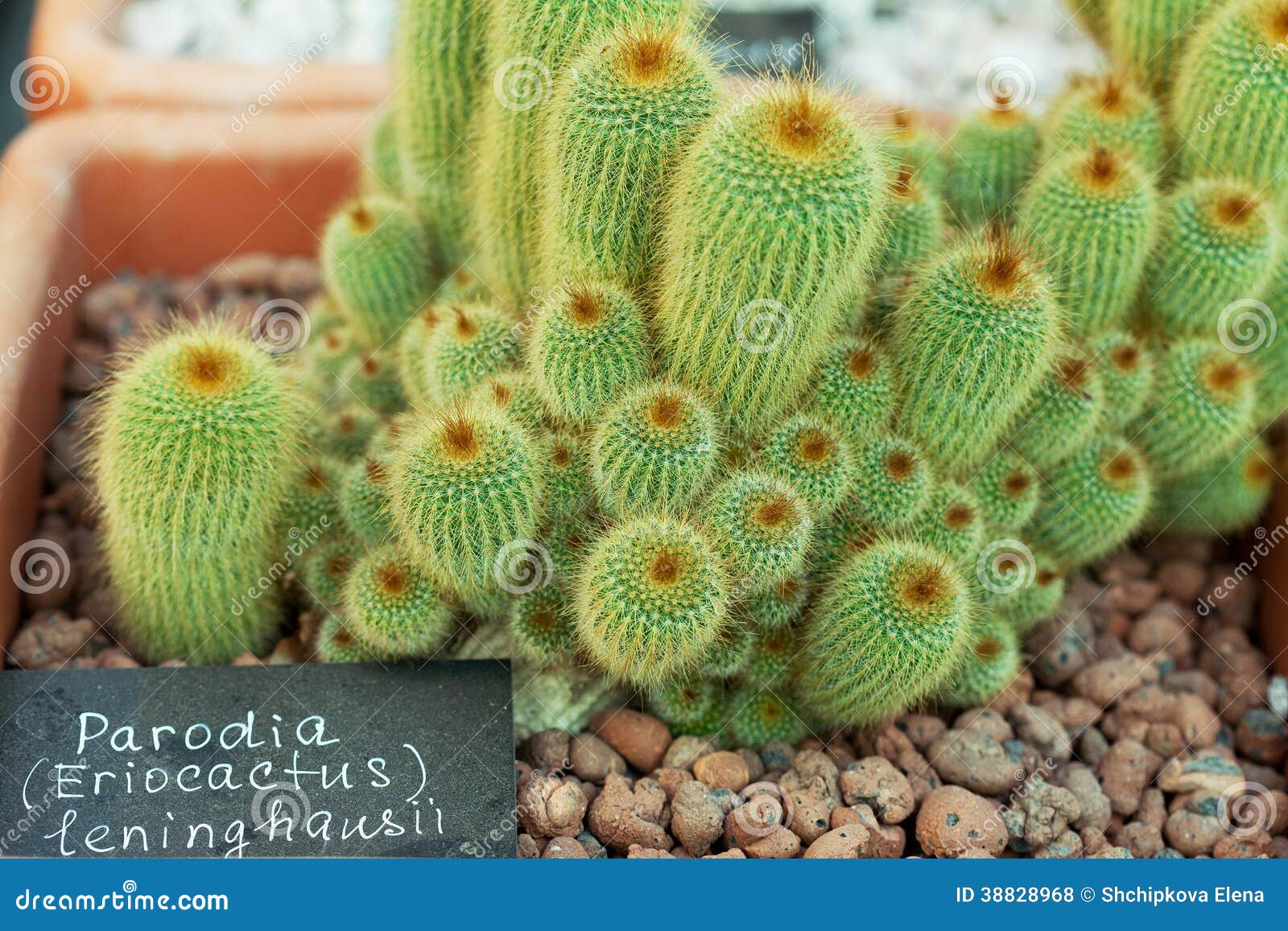 Cactus Parodia stock photo. Image of detail, botany, closeup - 38828968